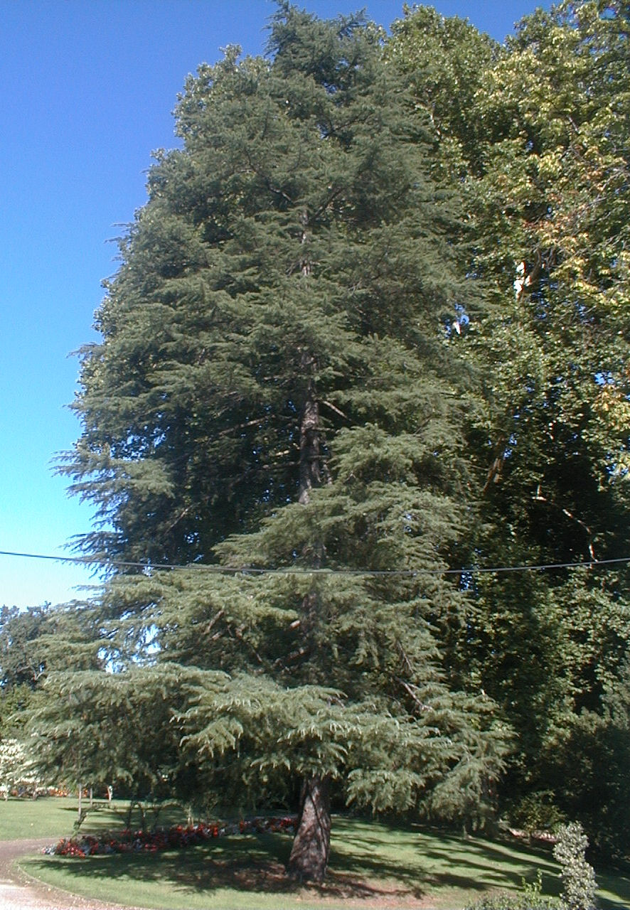 Cedro del Himalaya : venta Cedro del Himalaya / Cedrus deodara