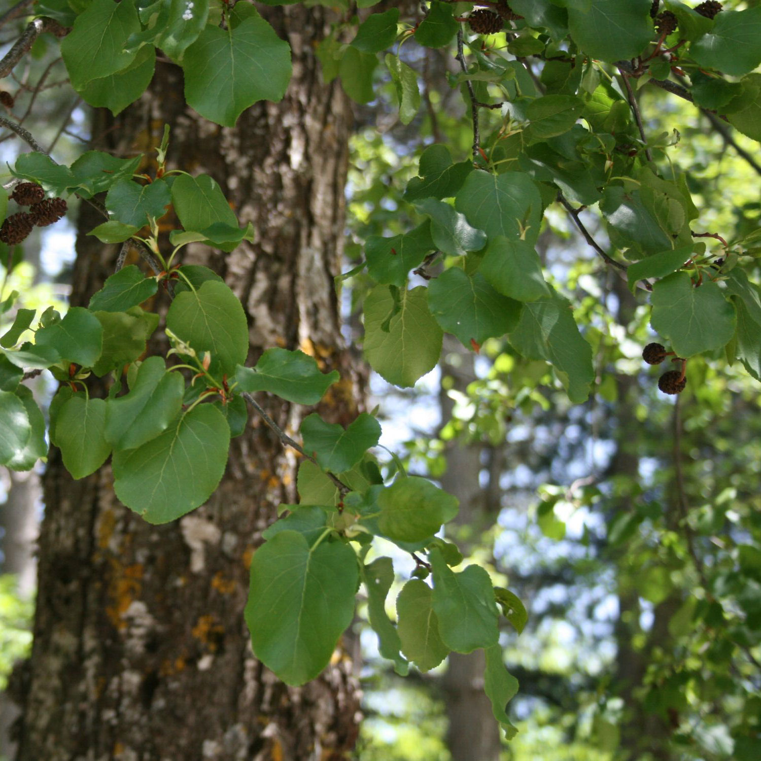 Aliso italiano : venta Aliso italiano / Alnus cordata