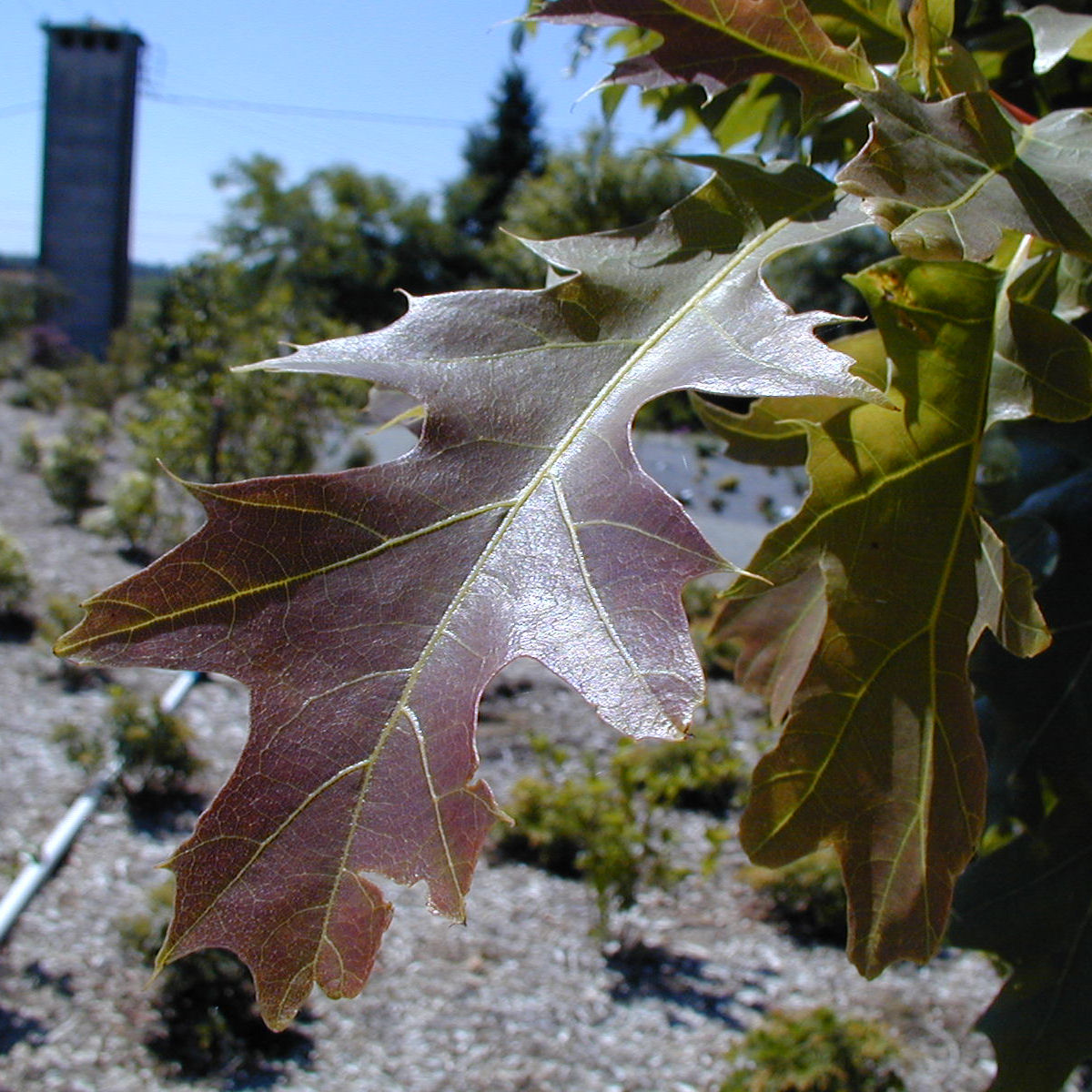 Roble americano : venta Roble americano / Quercus rubra