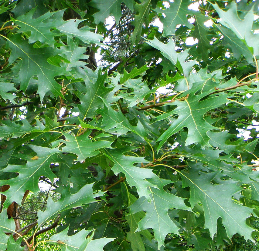 Roble americano : venta Roble americano / Quercus rubra