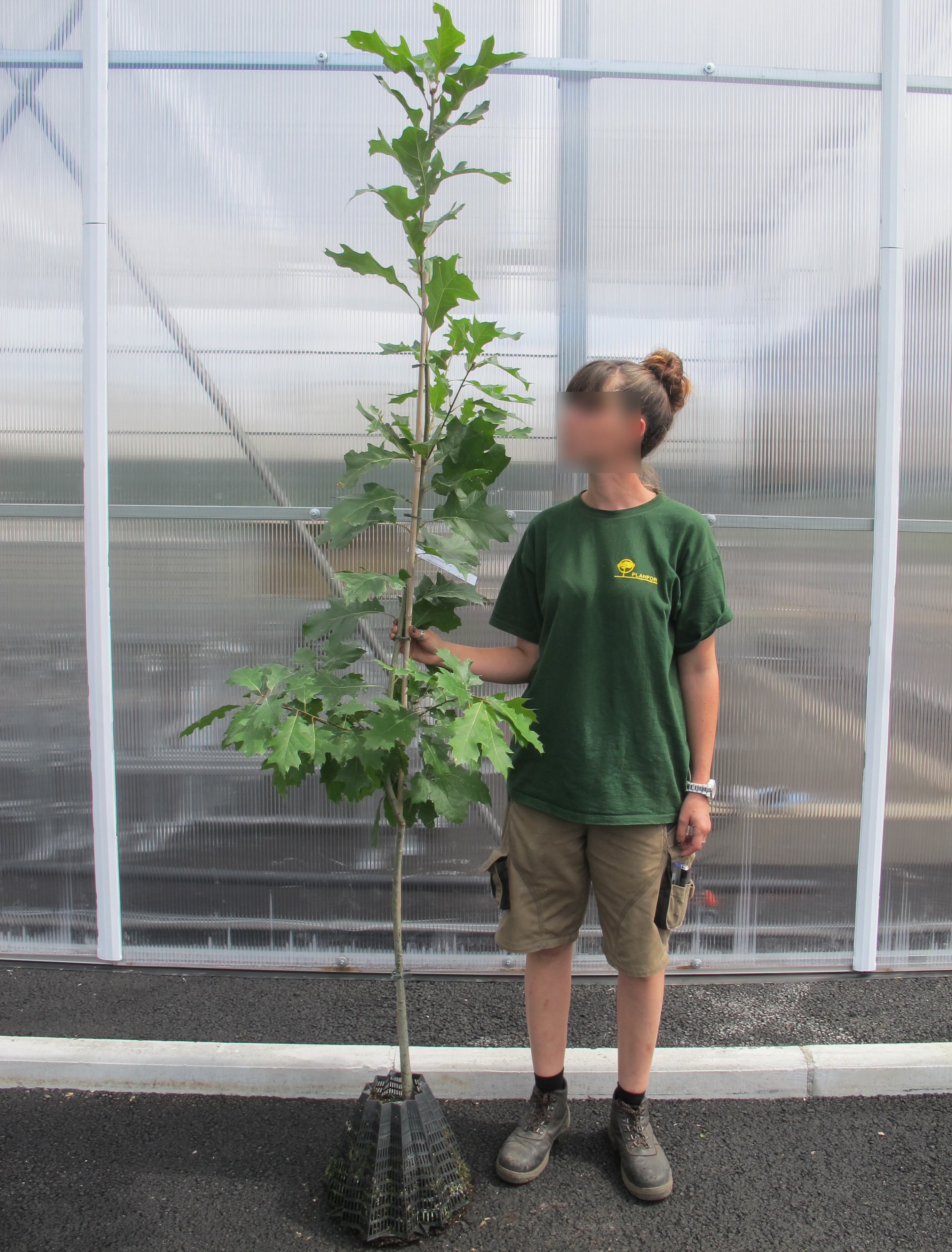 Roble americano : venta Roble americano / Quercus rubra