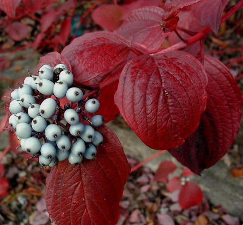 Cornejo blanco : venta Cornejo blanco / Cornus alba