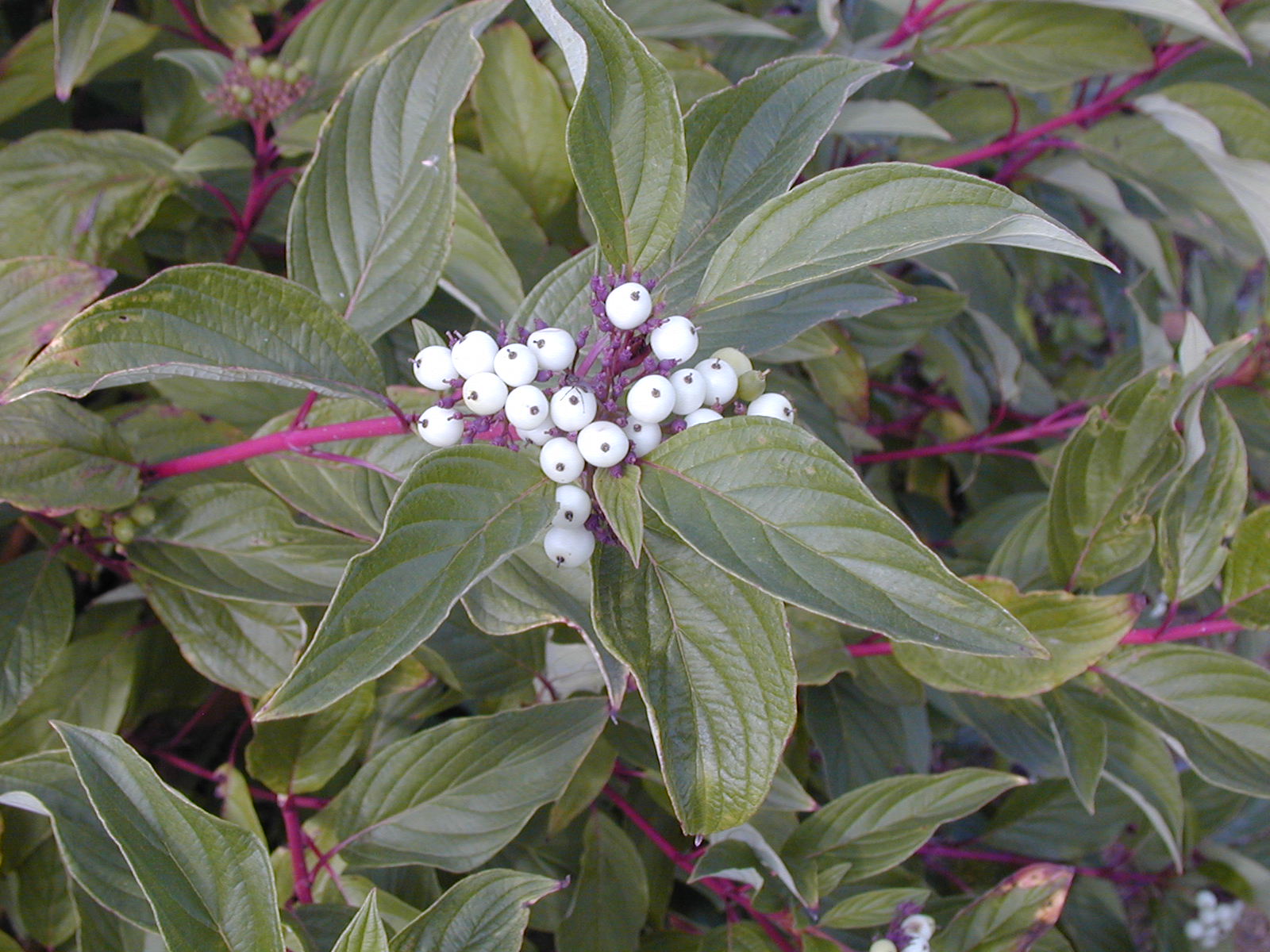 Cornejo blanco : venta Cornejo blanco / Cornus alba