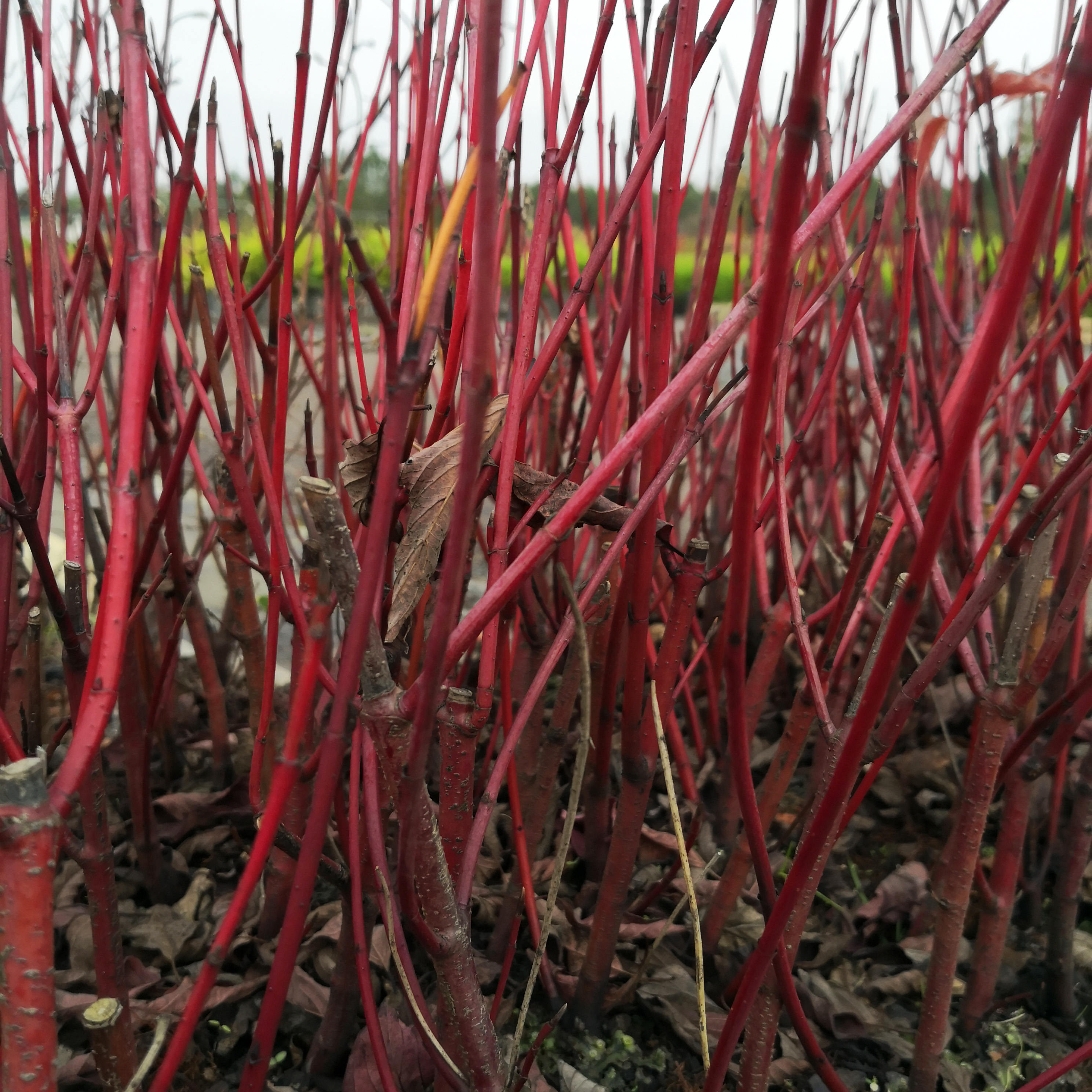 Cornejo blanco : venta Cornejo blanco / Cornus alba