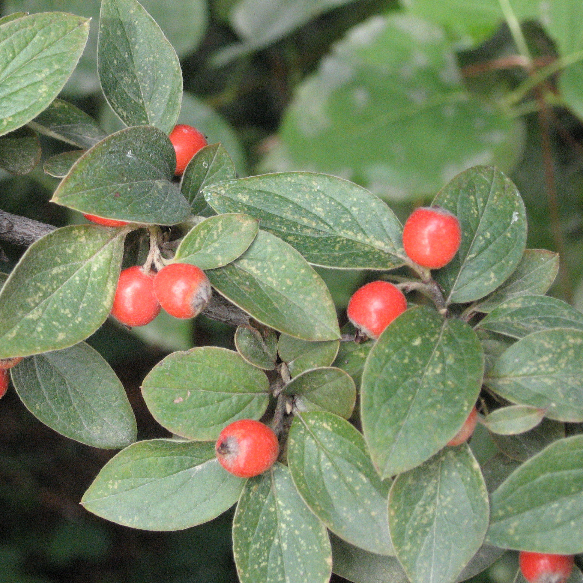 Cotoneaster franchetii : venta Cotoneaster franchetii / Cotoneaster franchetii