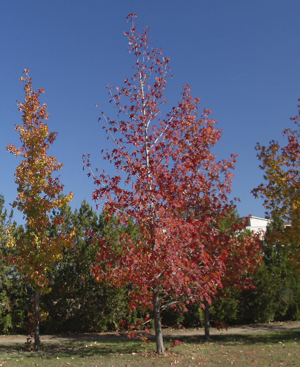 Liquidámbar : venta Liquidámbar / Liquidambar styraciflua