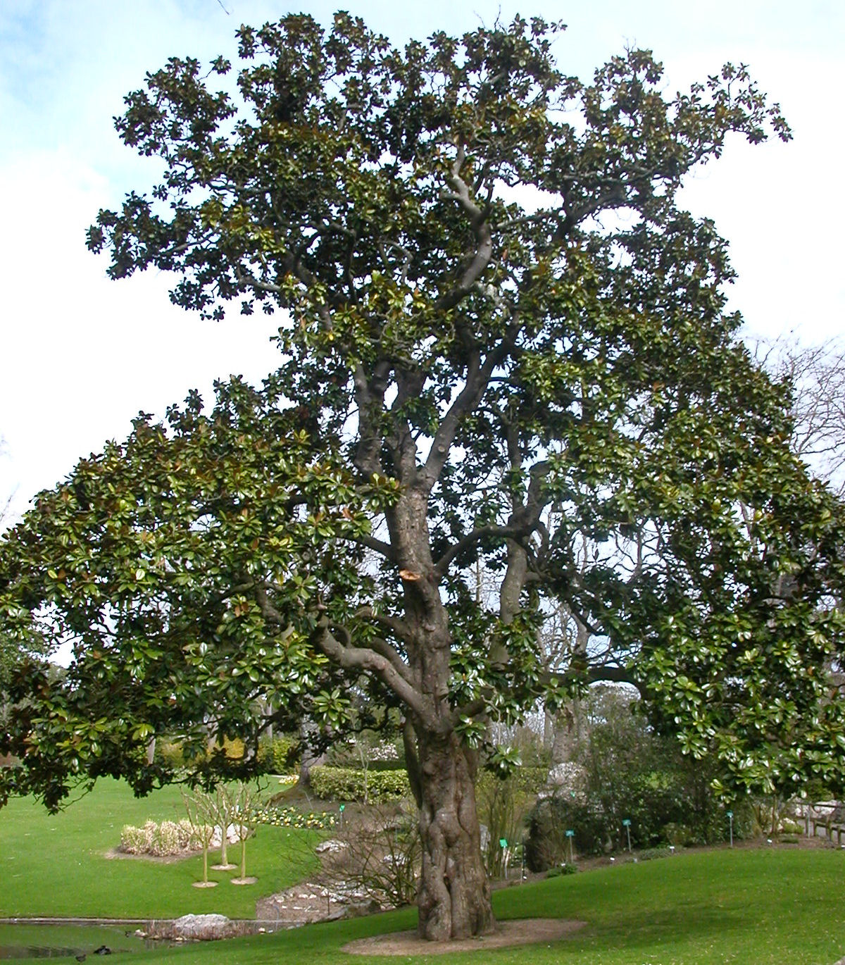 Magnolio : venta Magnolio / Magnolia grandiflora