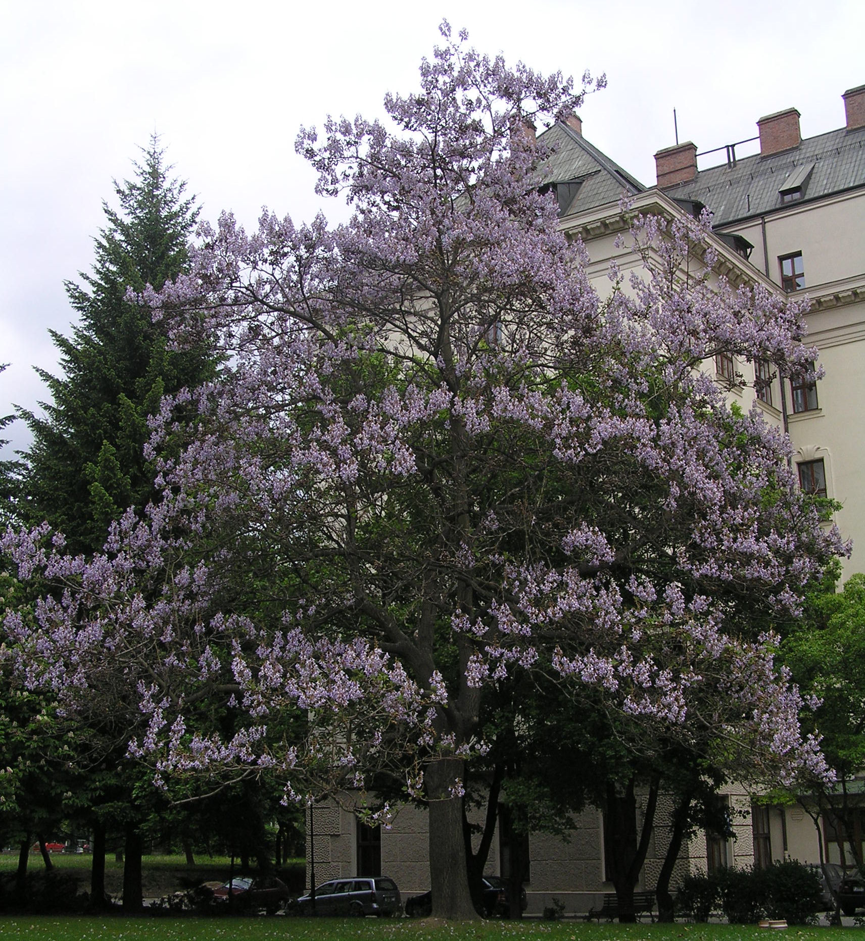 Paulonia : venta Paulonia / Paulownia tomentosa