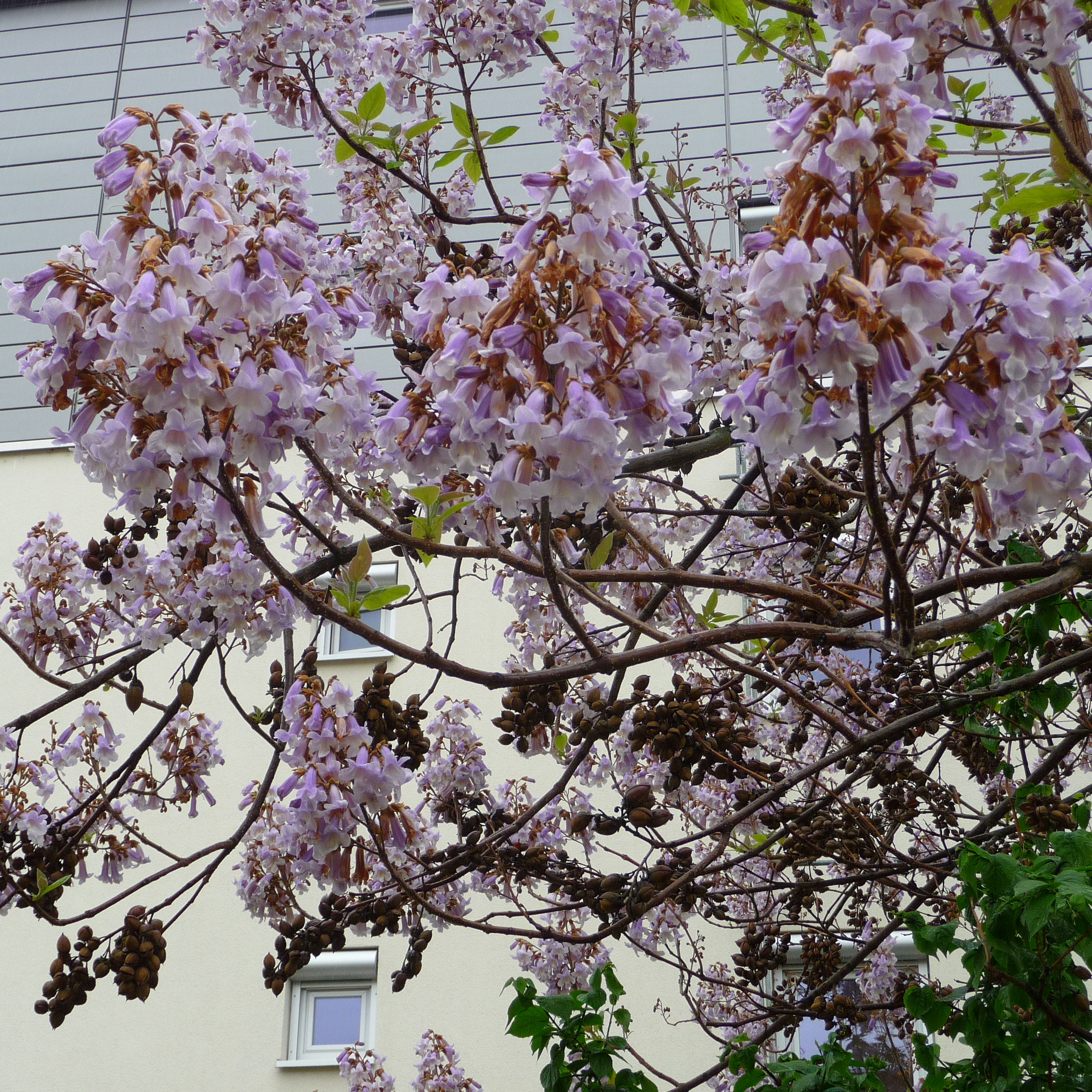Paulonia : venta Paulonia / Paulownia tomentosa