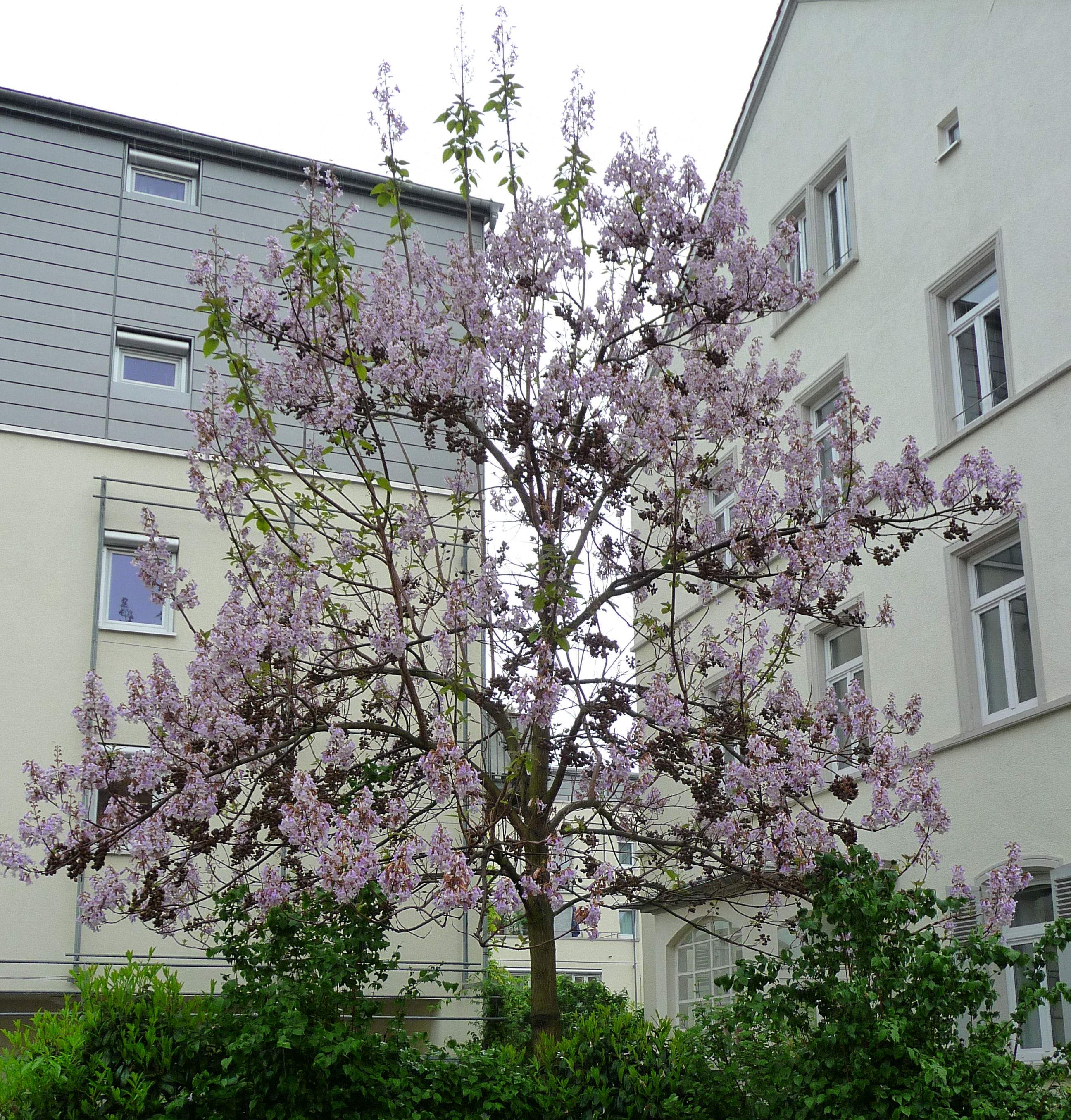 Paulonia : venta Paulonia / Paulownia tomentosa