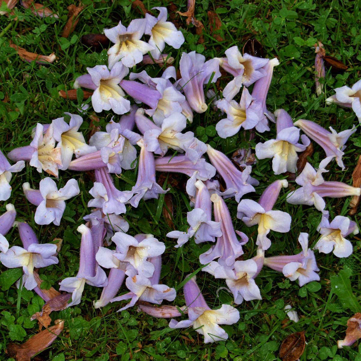 Paulonia : venta Paulonia / Paulownia tomentosa
