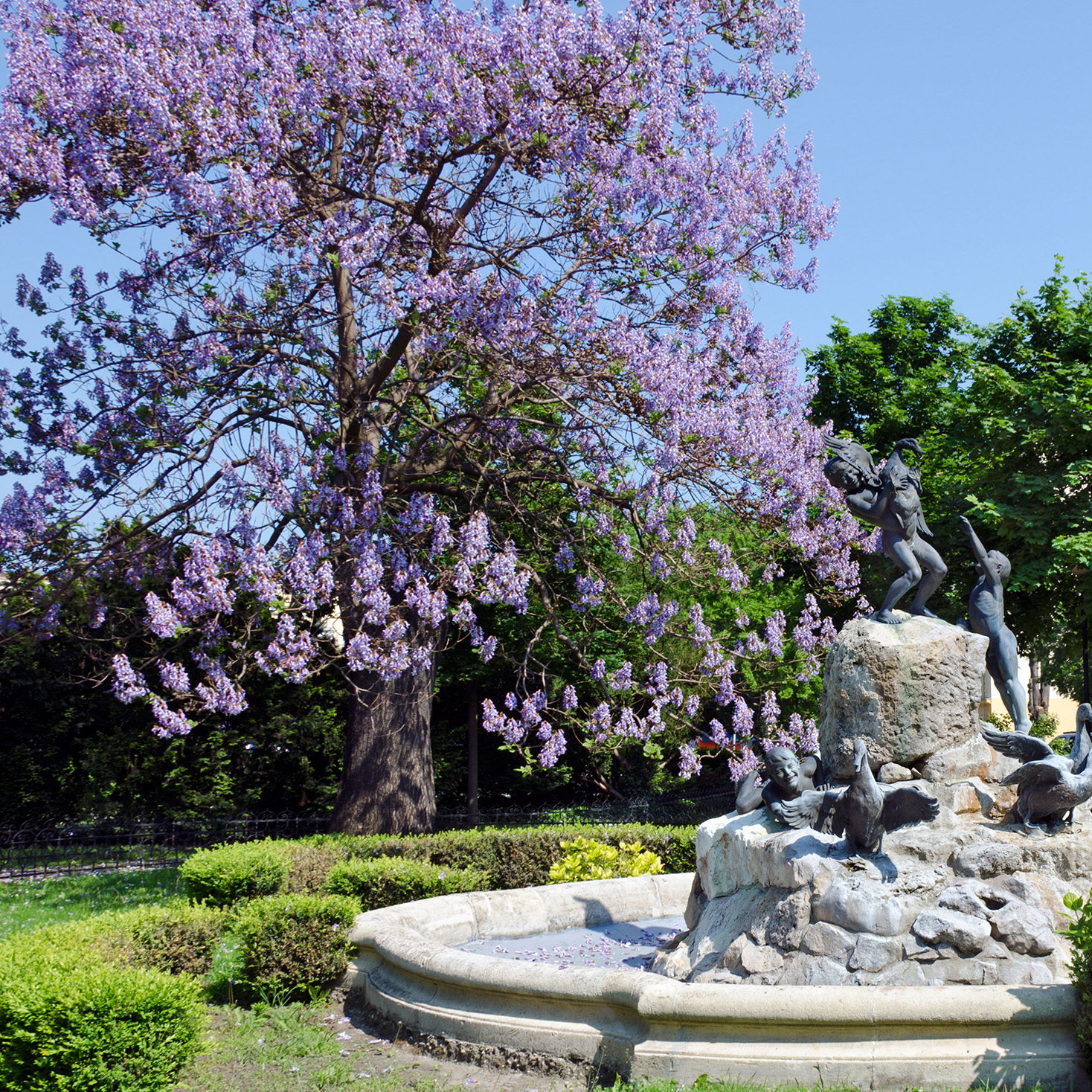 Paulonia : venta Paulonia / Paulownia tomentosa