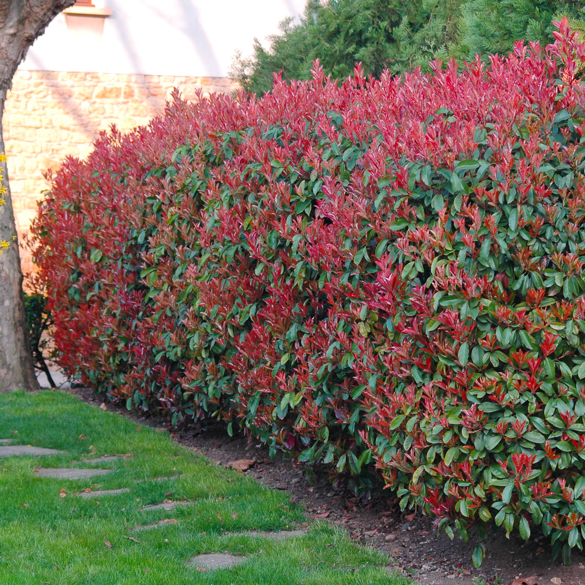 Fotinia 'Red Robin' : venta Fotinia 'Red Robin' / Photinia fraseri Red ...