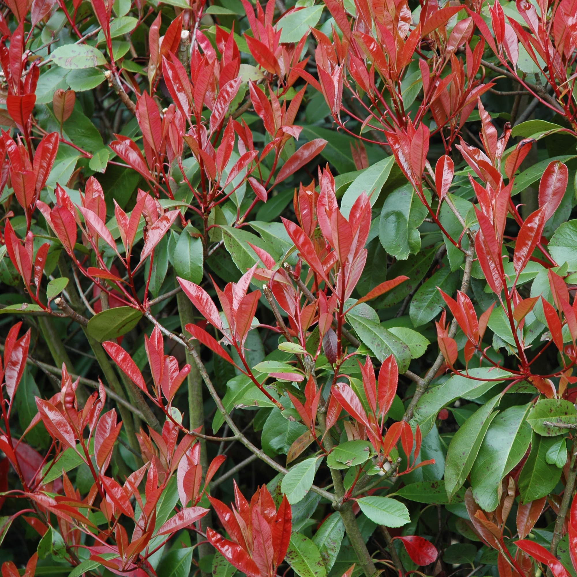 Fotinia 'Red Robin' : venta Fotinia 'Red Robin' / Photinia fraseri Red ...