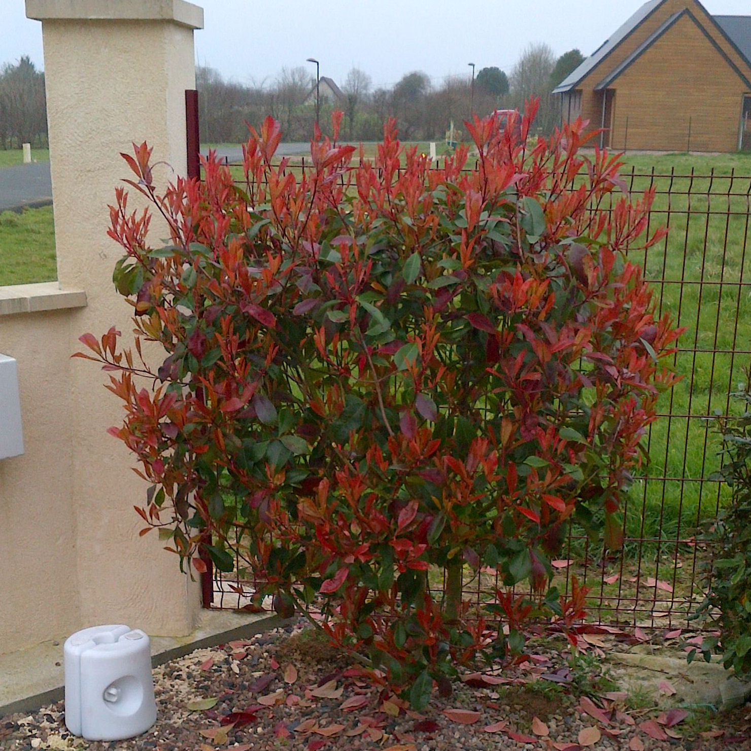 Fotinia 'Red Robin' : venta Fotinia 'Red Robin' / Photinia fraseri Red ...