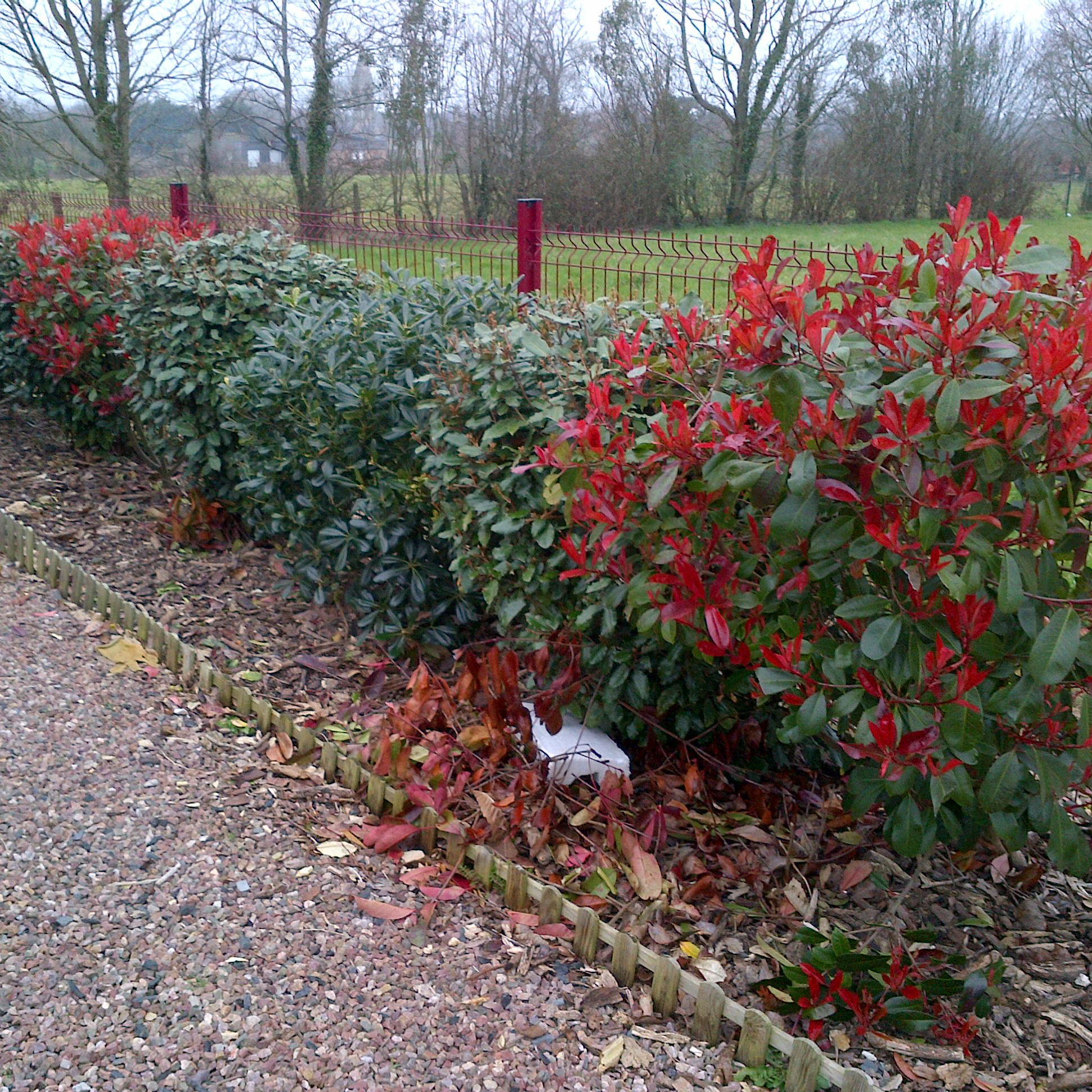 Fotinia 'Red Robin' : venta Fotinia 'Red Robin' / Photinia fraseri Red ...