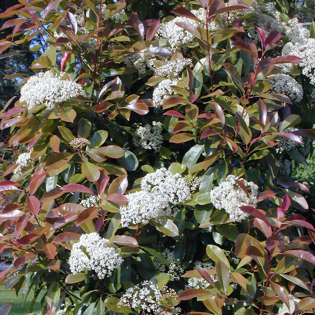 Fotinia 'Red Robin' : venta Fotinia 'Red Robin' / Photinia fraseri Red ...