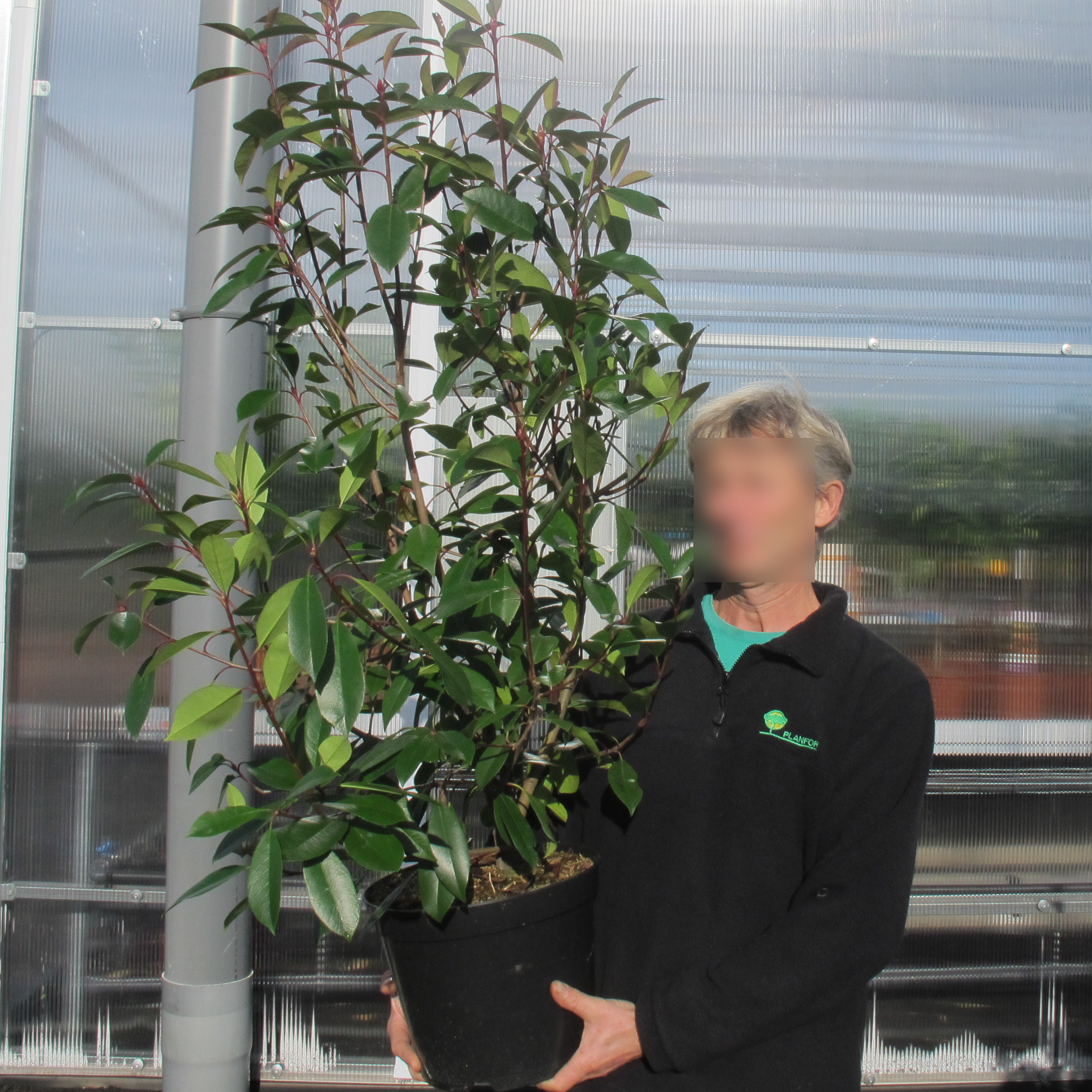Fotinia 'Red Robin' : venta Fotinia 'Red Robin' / Photinia fraseri Red ...