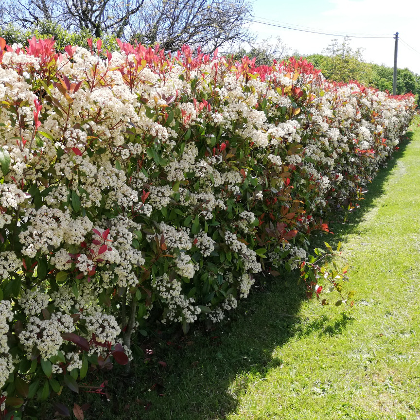 Fotinia 'Red Robin' : venta Fotinia 'Red Robin' / Photinia fraseri Red ...