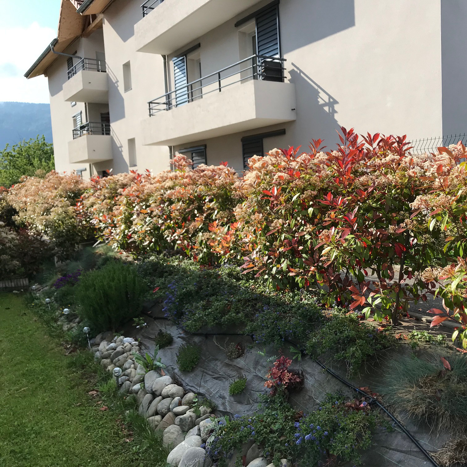 Fotinia 'Red Robin' : venta Fotinia 'Red Robin' / Photinia fraseri Red ...