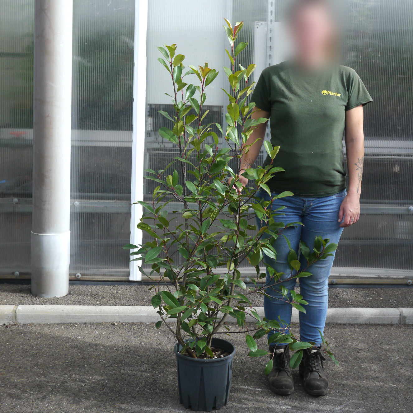 Fotinia 'Red Robin' : venta Fotinia 'Red Robin' / Photinia fraseri Red ...