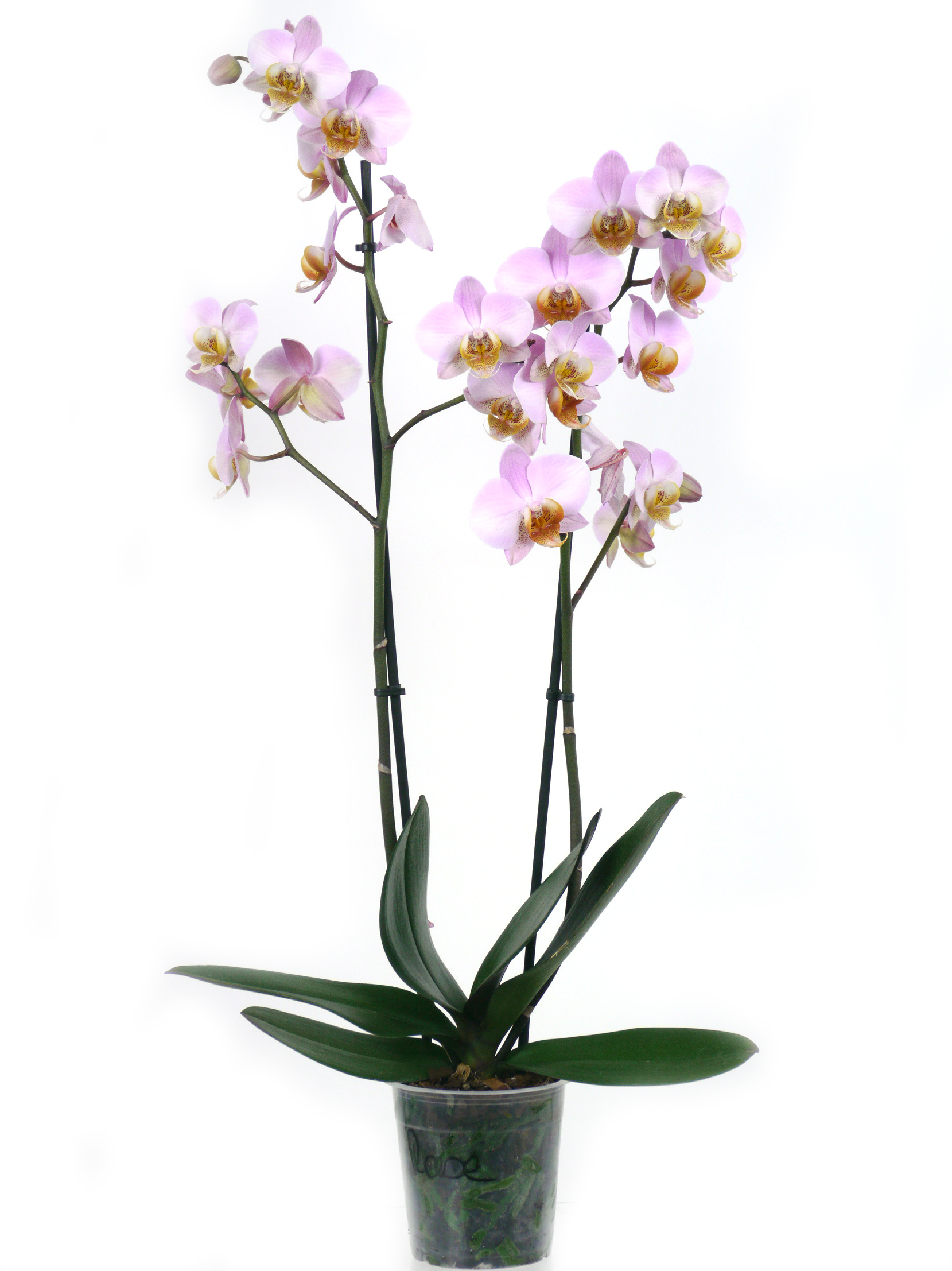 Orquídea mariposa Rosa, Phalaenopsis : venta Orquídea mariposa Rosa ...