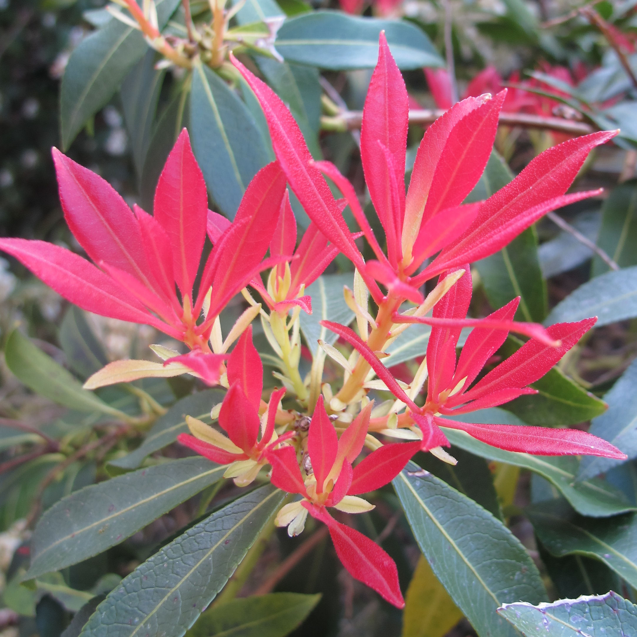 Pieris : venta Pieris / Pieris japonica 'Forest Flame'