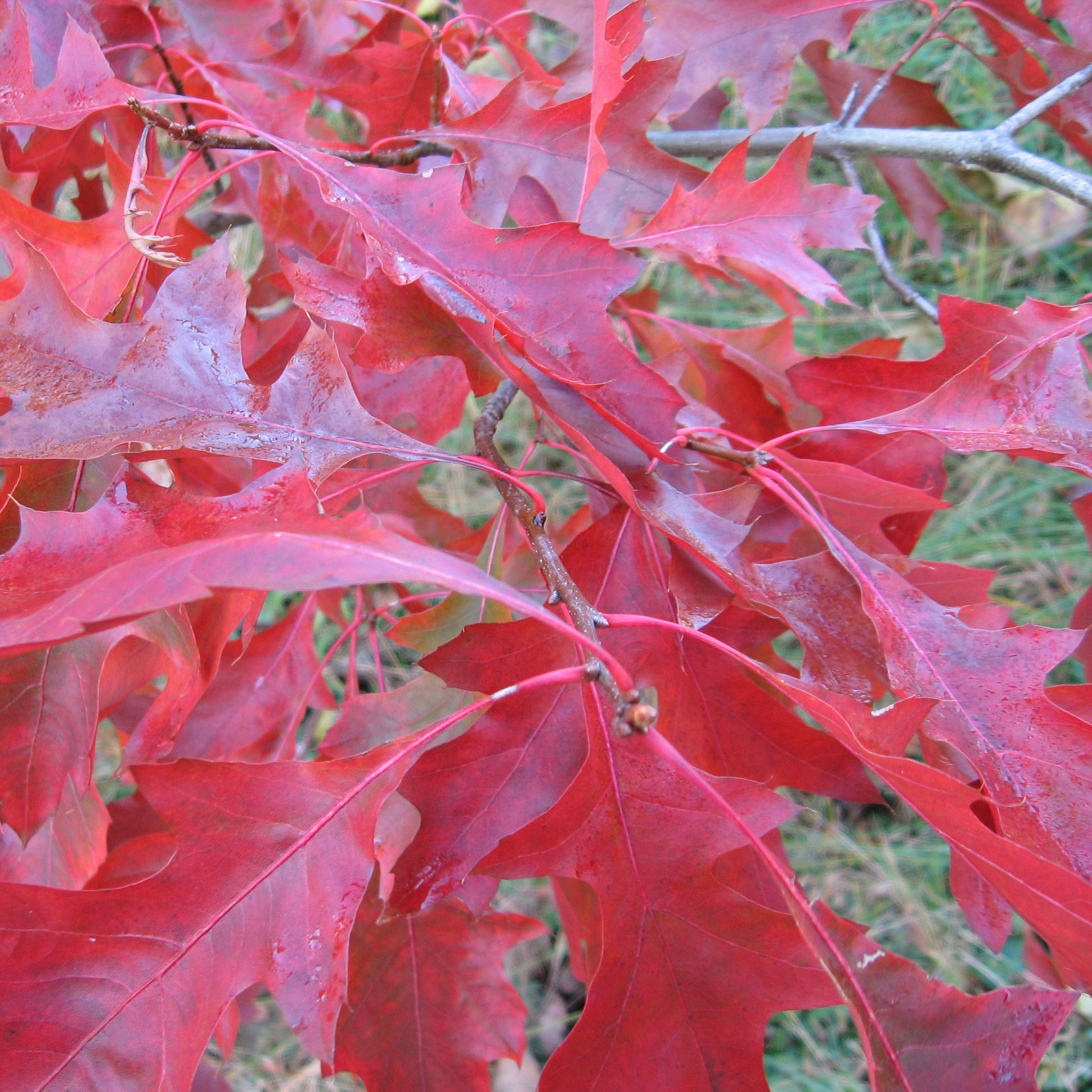 Roble escarlata : venta Roble escarlata / Quercus coccinea