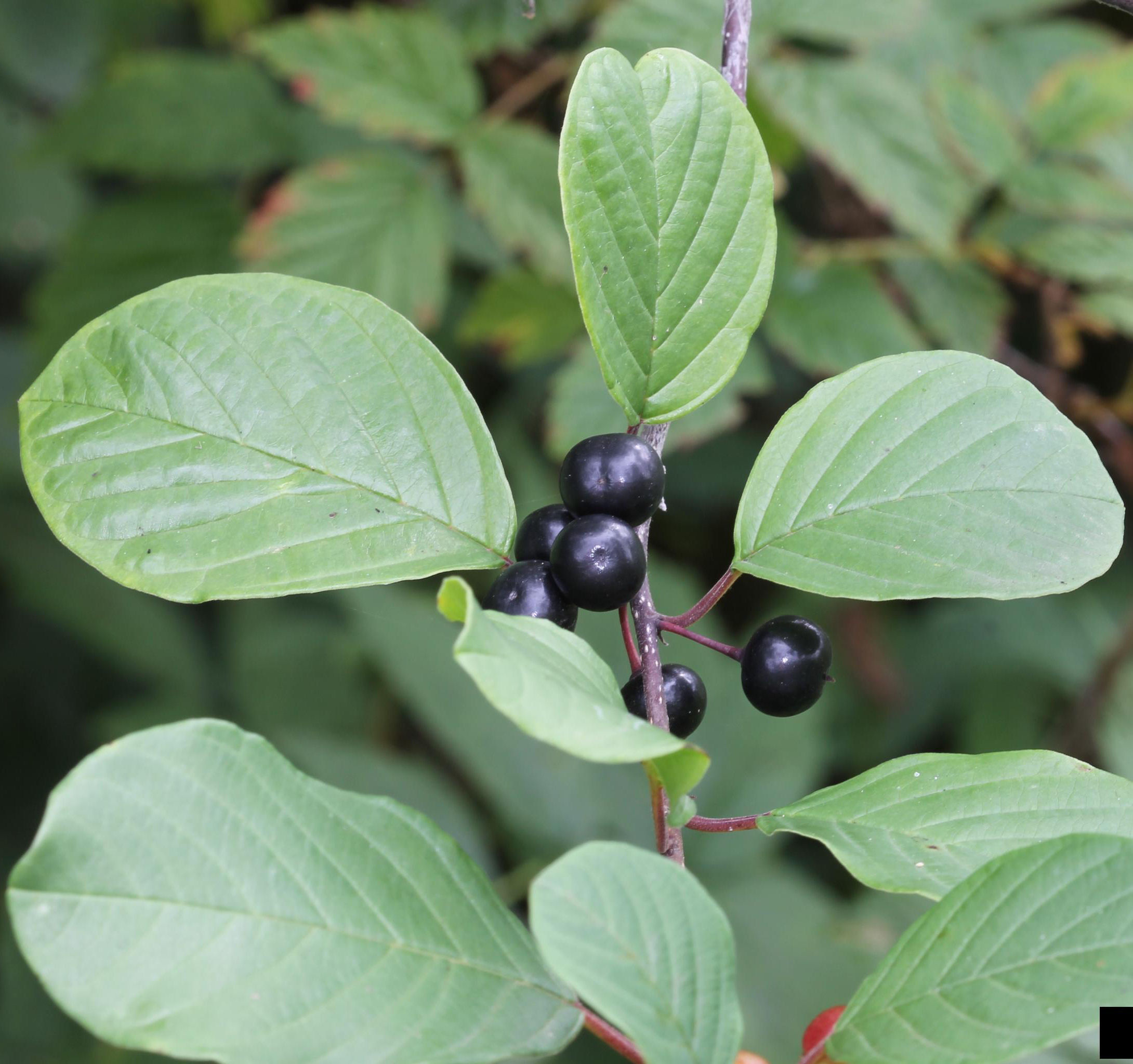 Frángula : venta Frángula / Rhamnus frangula