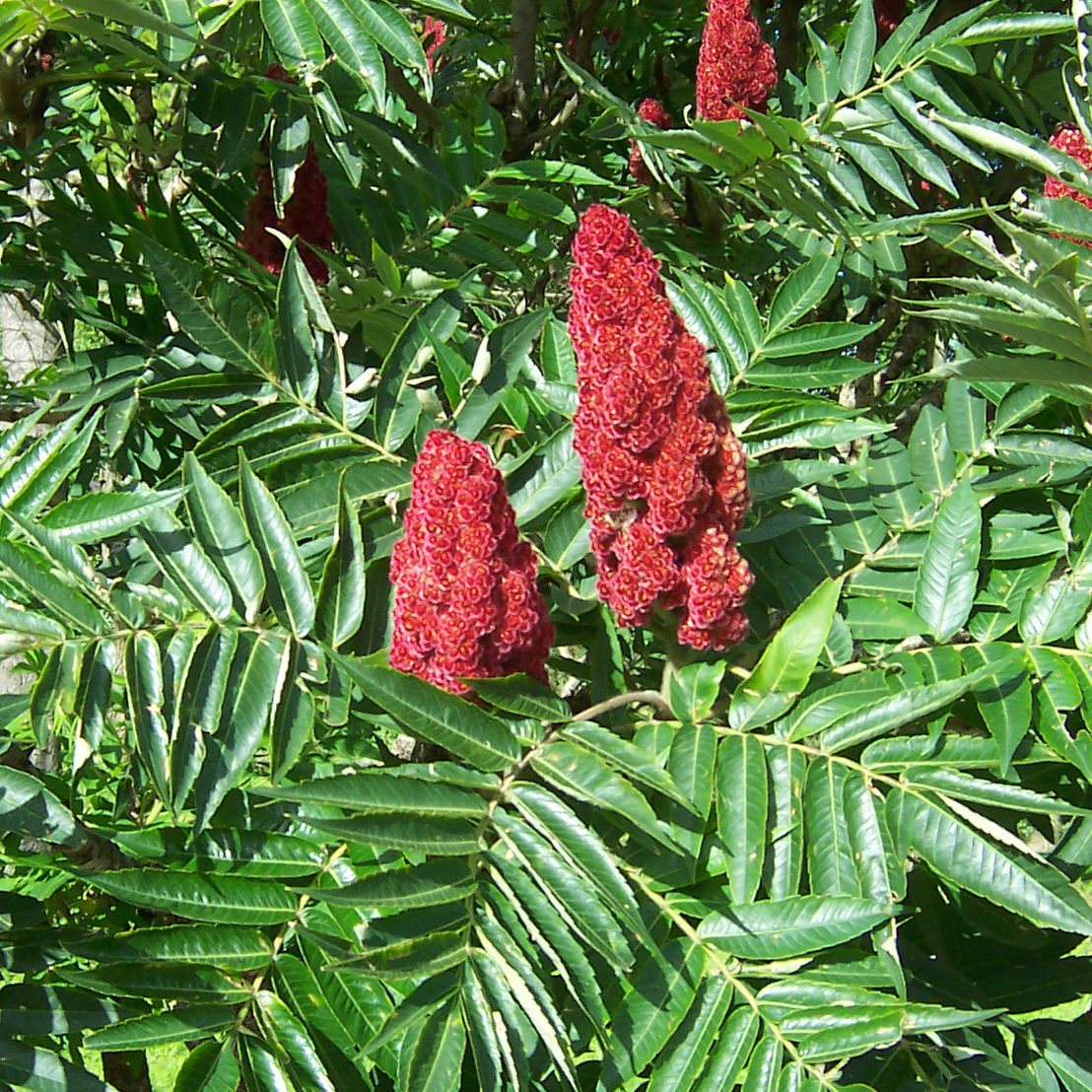 Zumaque de Virginia : venta Zumaque de Virginia / Rhus typhina