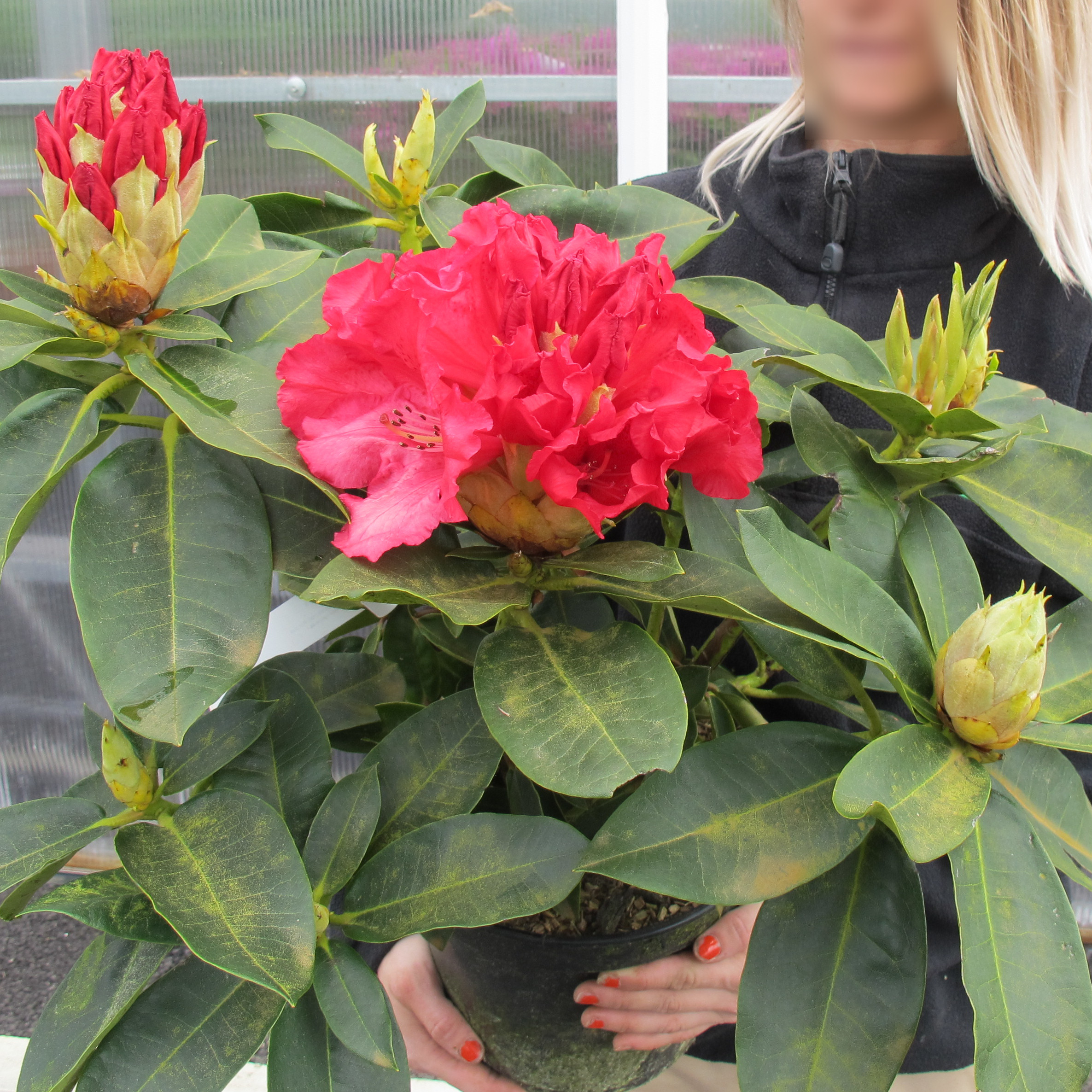 Rododendro rojo 'Markeeta's Prize' : venta Rododendro rojo 'Markeeta's ...