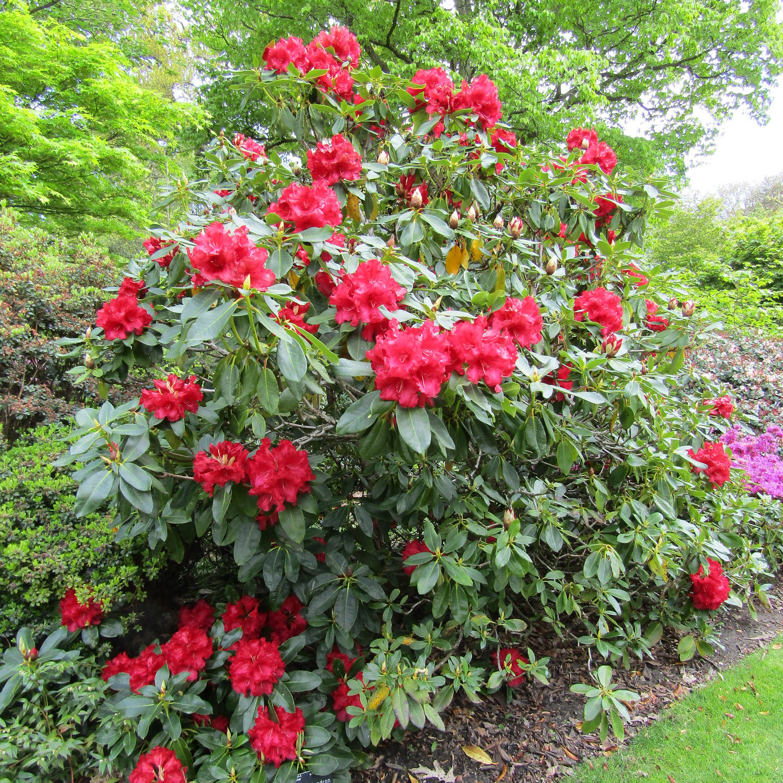 Rododendro rojo 'Markeeta's Prize' : venta Rododendro rojo 'Markeeta's ...