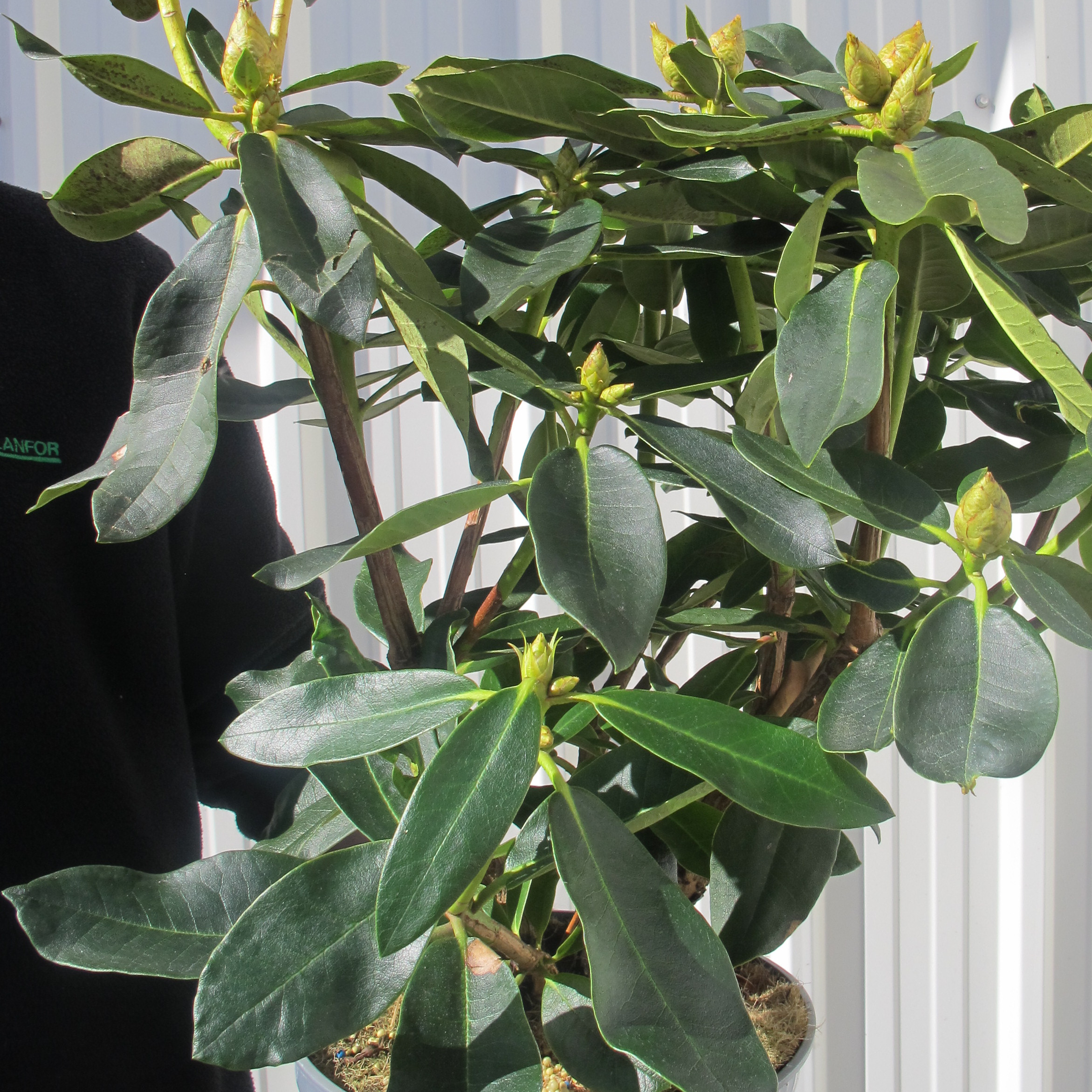 Rododendro blanco 'Phyllis Korn' : venta Rododendro blanco 'Phyllis ...