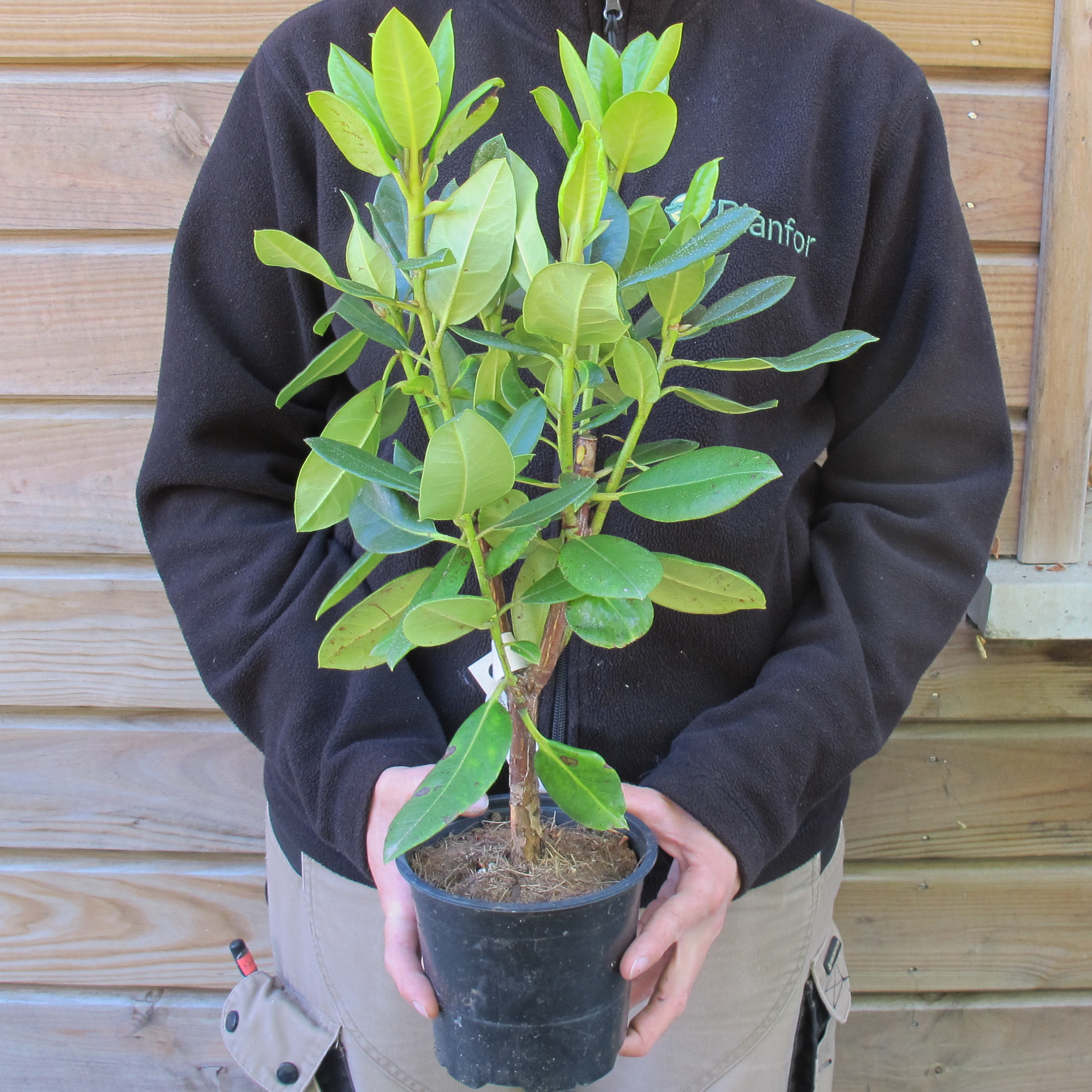 Rododendro blanco 'Phyllis Korn' : venta Rododendro blanco 'Phyllis ...