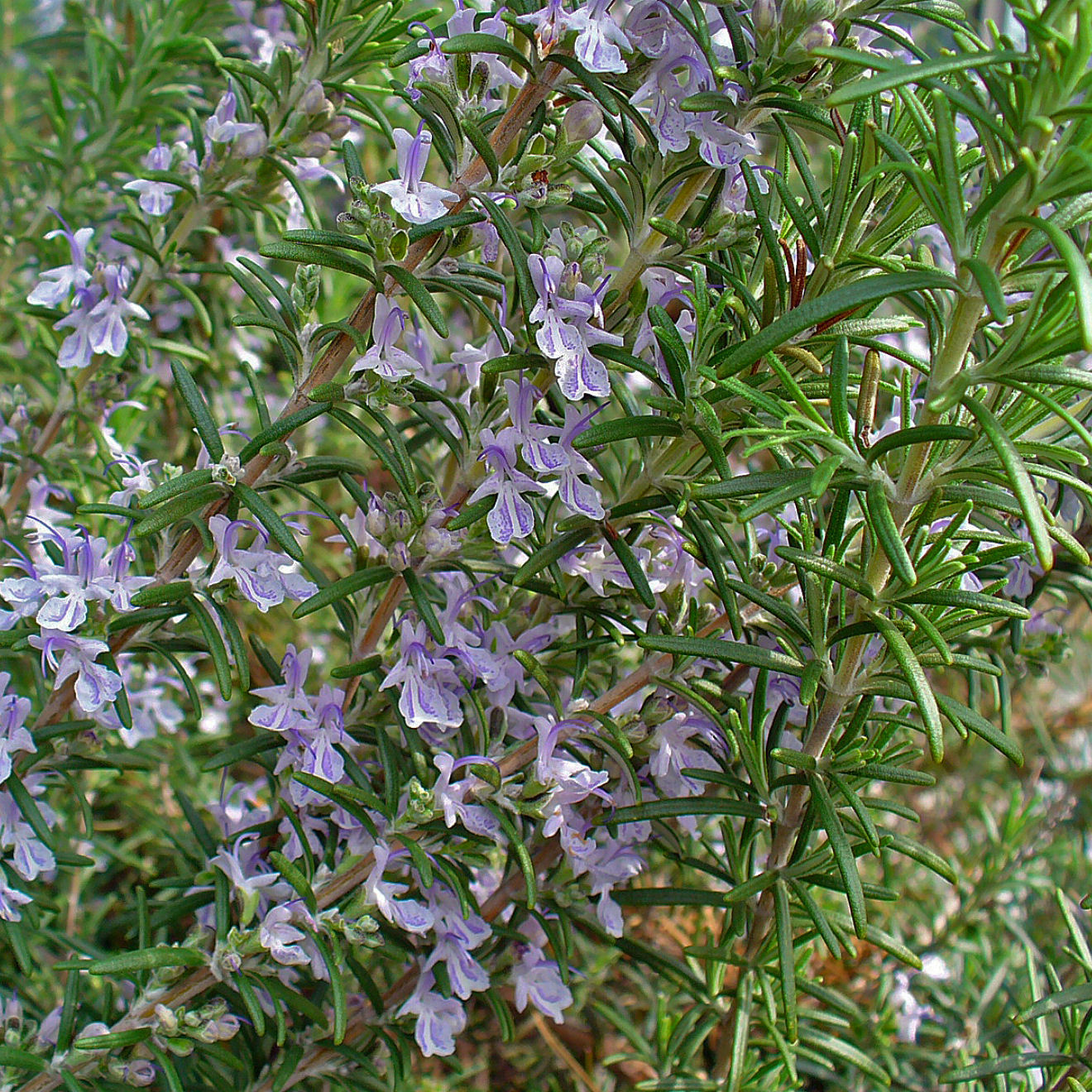 Romero : venta Romero / Rosmarinus officinalis