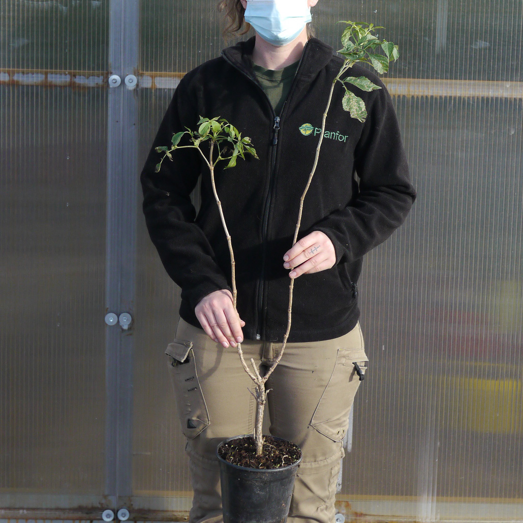 Saúco negro : venta Saúco negro / Sambucus nigra