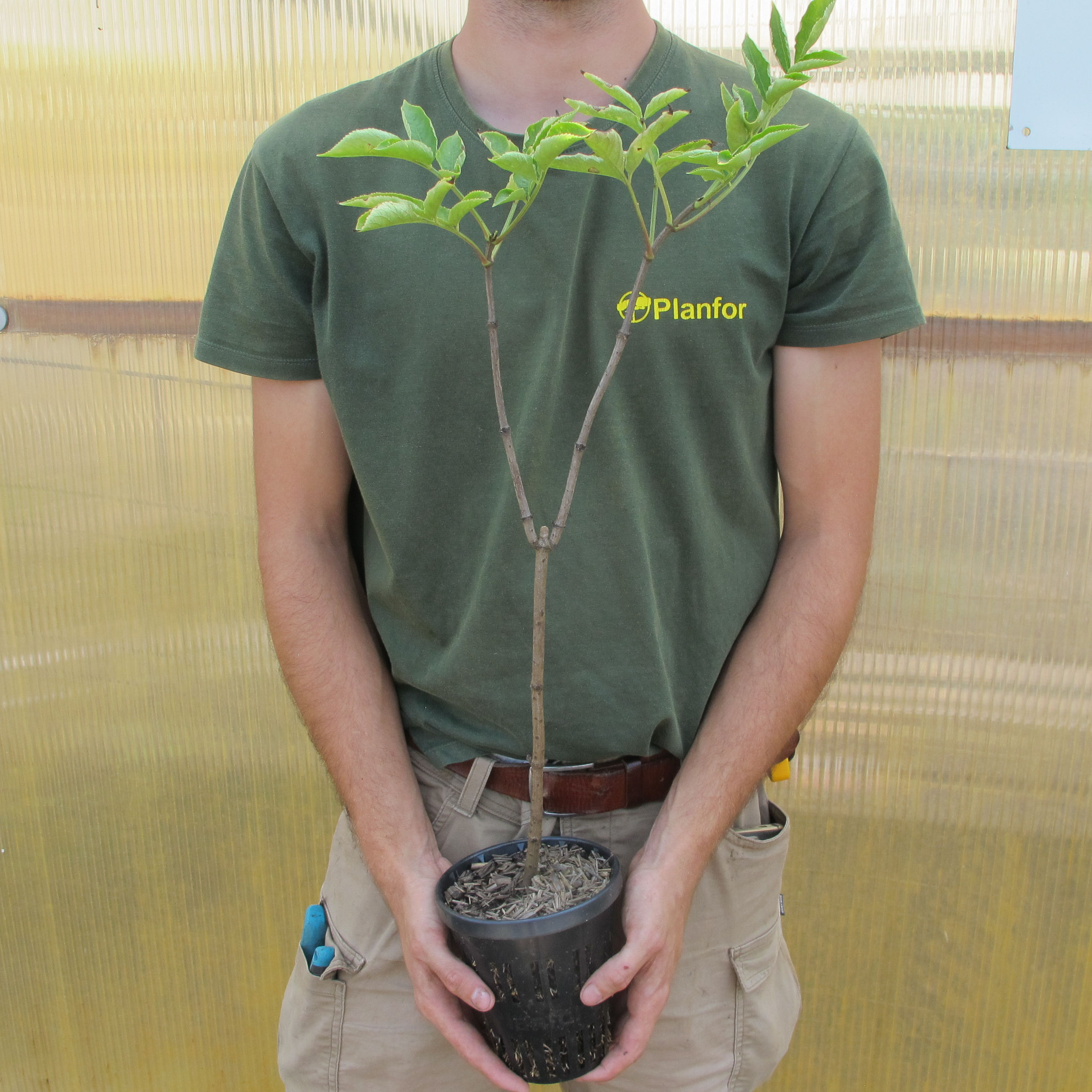 Saúco negro : venta Saúco negro / Sambucus nigra