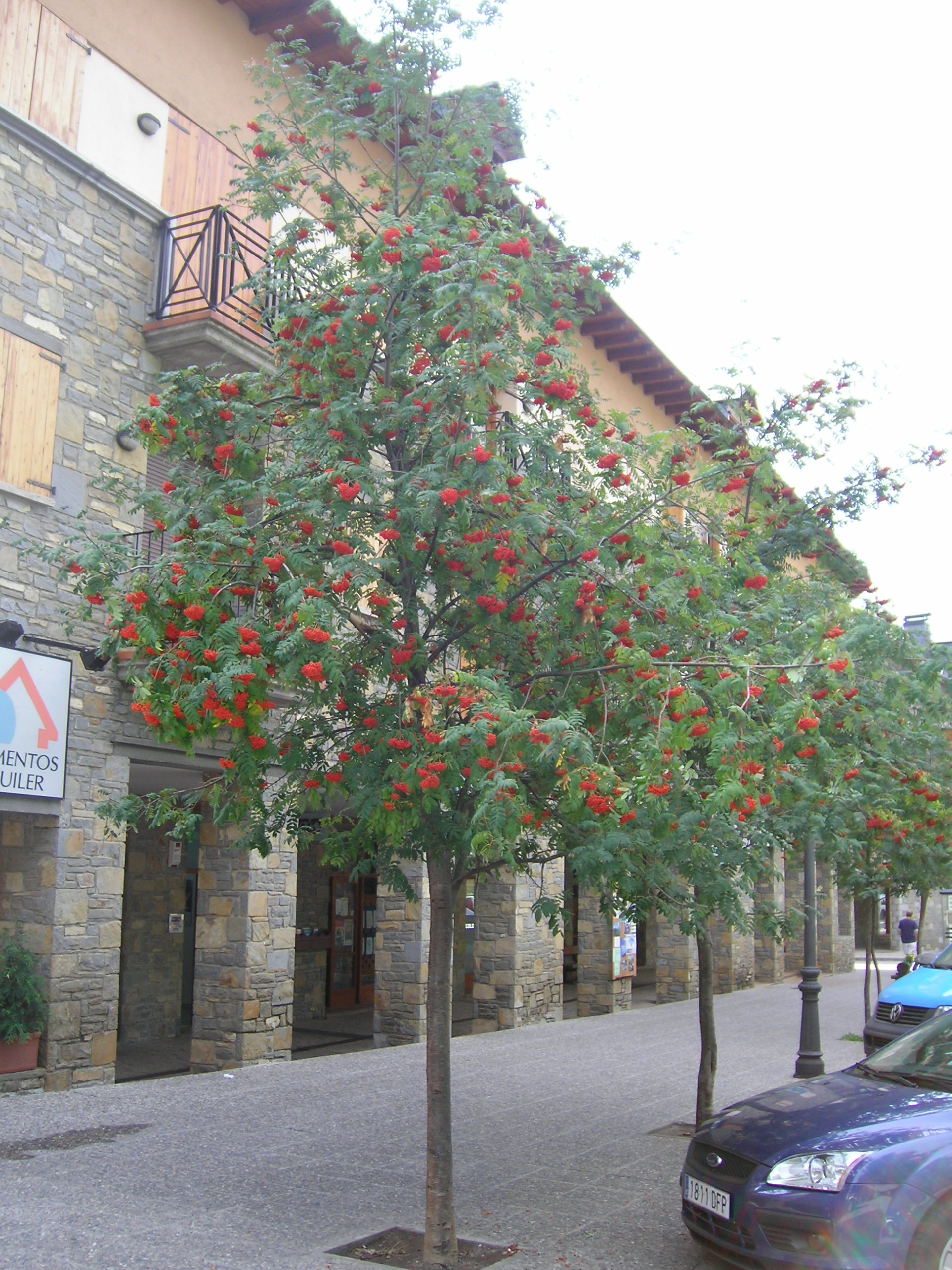 Serbal de los cazadores : venta Serbal de los cazadores / Sorbus aucuparia