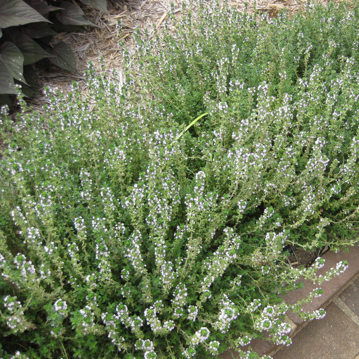 Tomillo : venta Tomillo / Thymus vulgaris