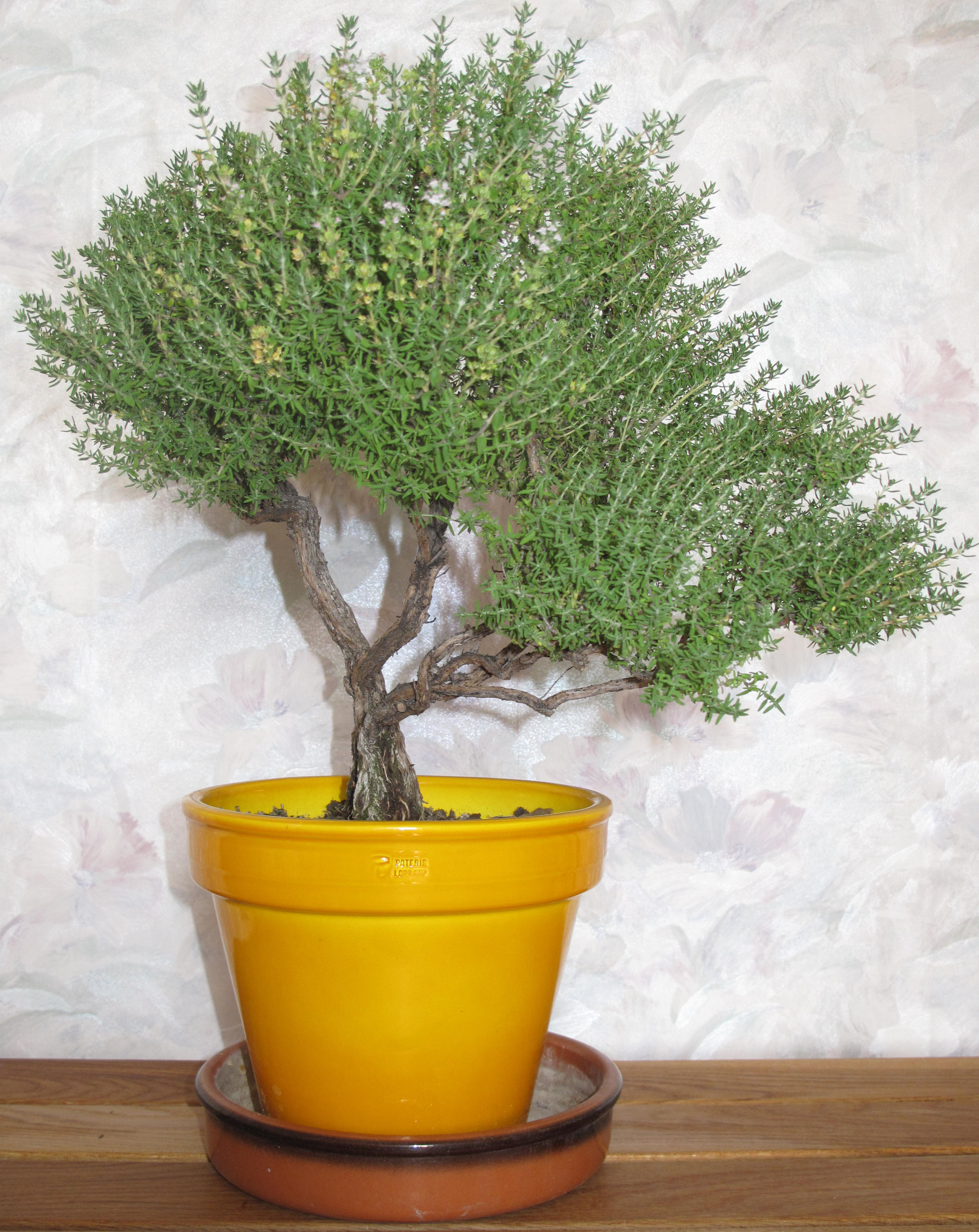 Tomillo : venta Tomillo / Thymus vulgaris