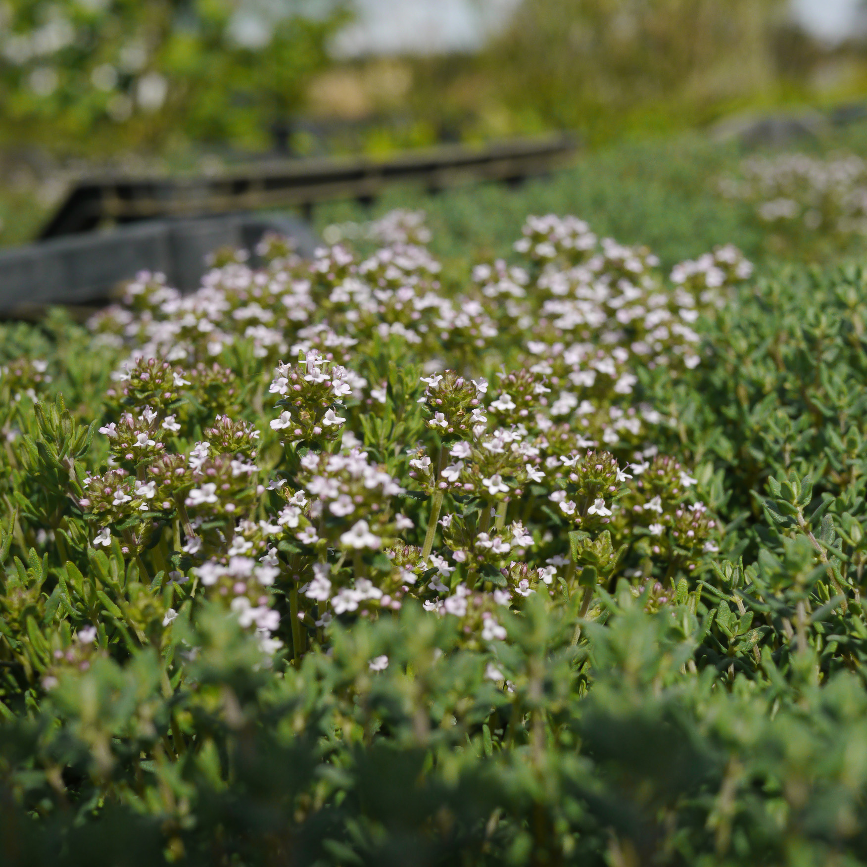 Tomillo : venta Tomillo / Thymus vulgaris