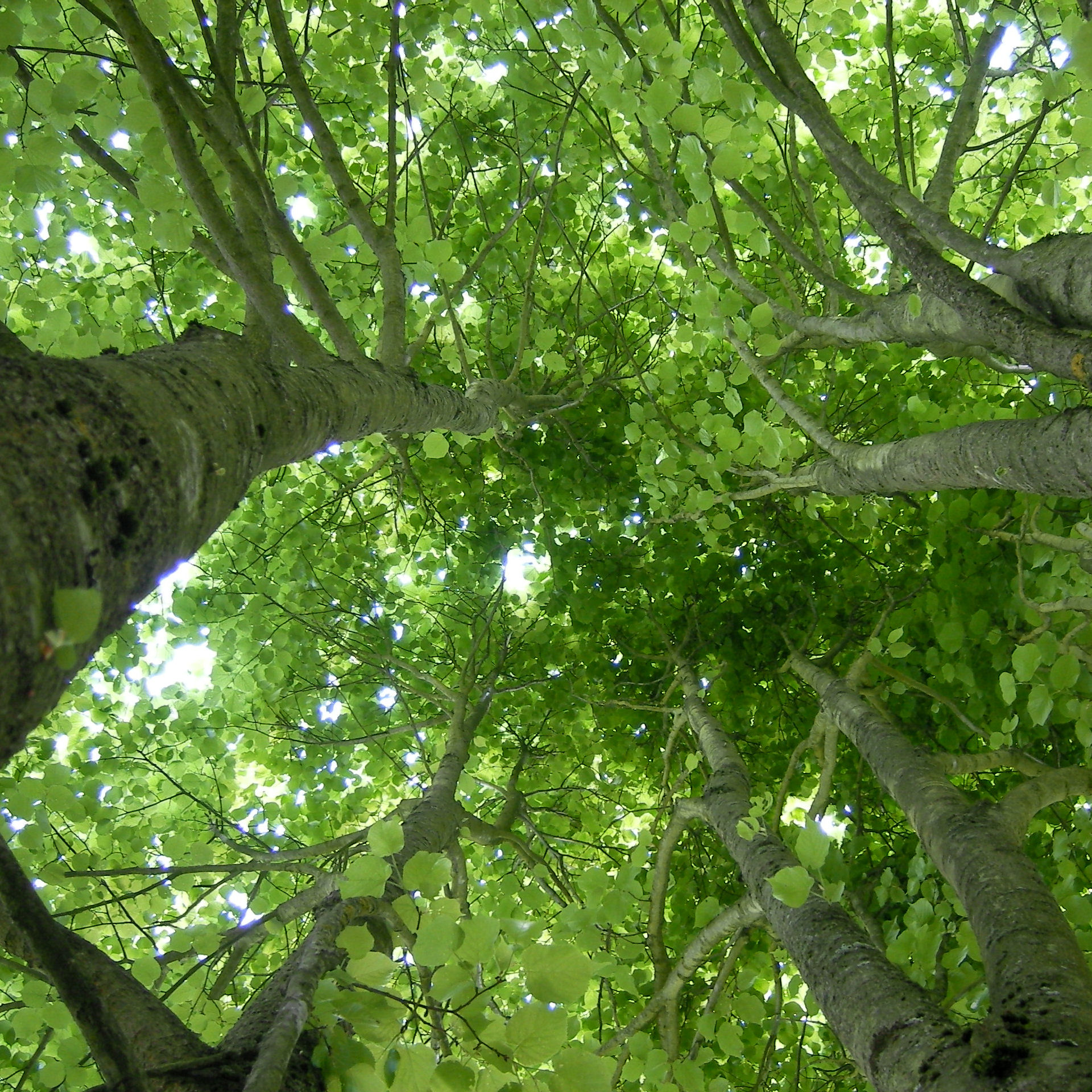 Tilo de hojas grandes : venta Tilo de hojas grandes / Tilia platyphyllos