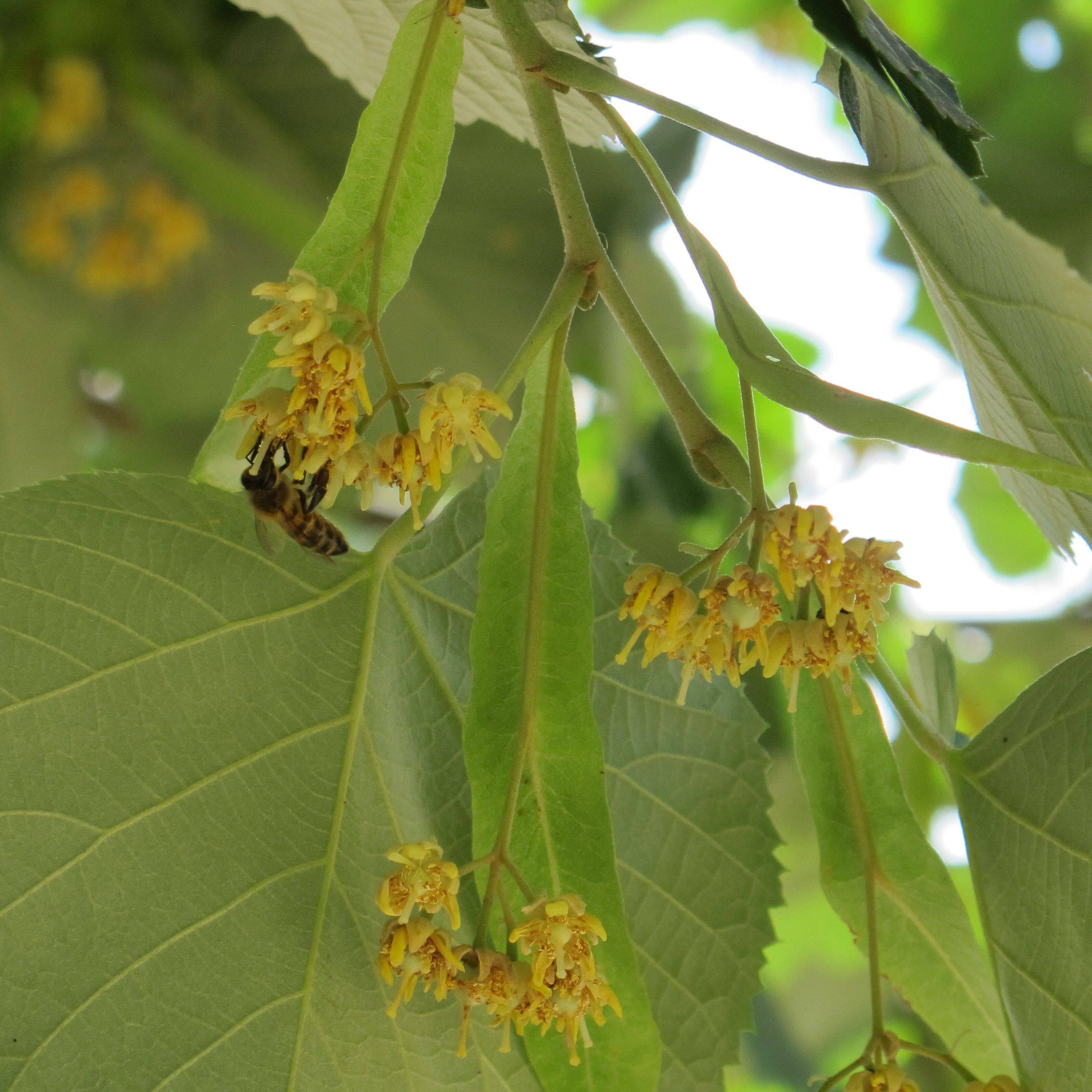 Tilo plateado : venta Tilo plateado / Tilia tomentosa