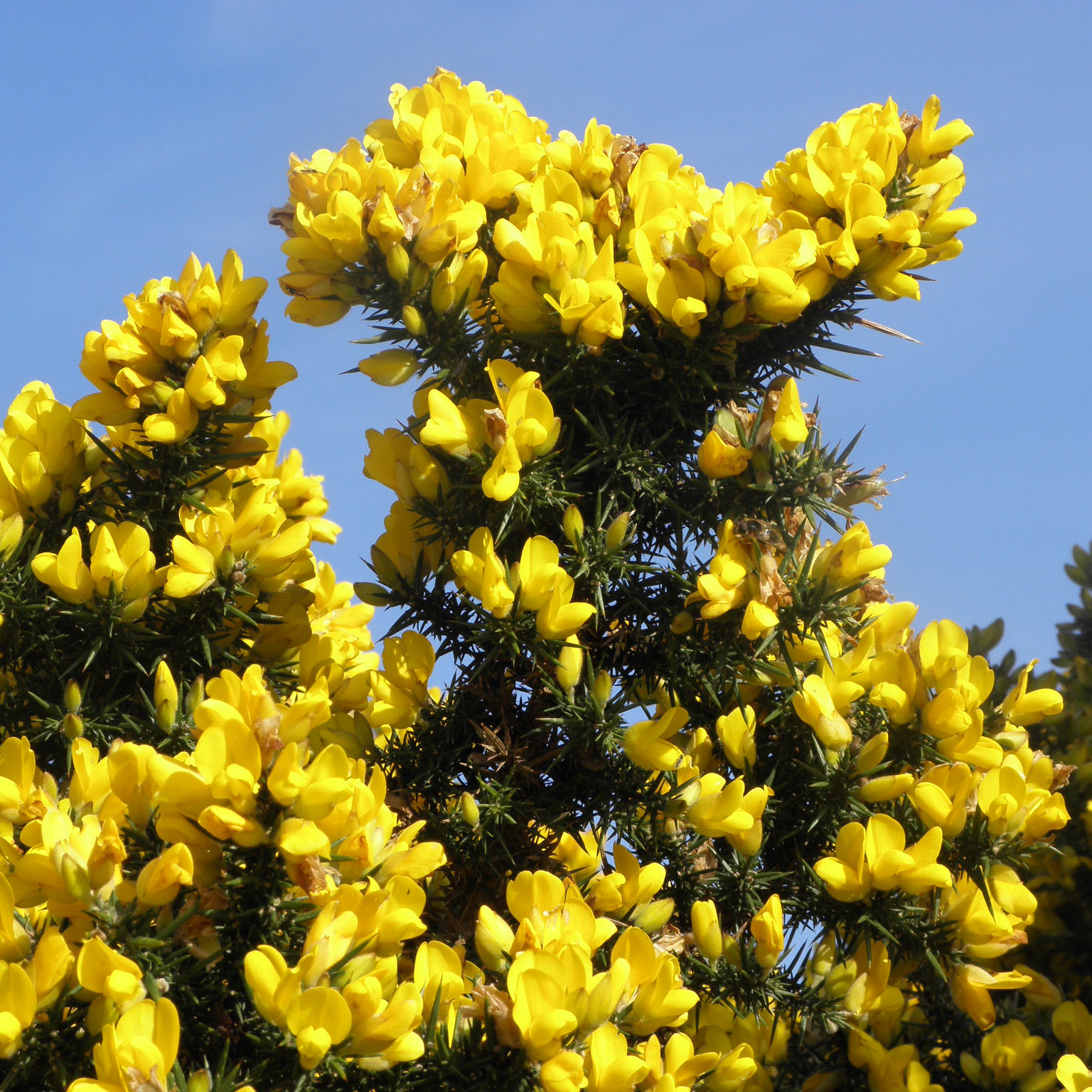 Tojo : venta Tojo / Ulex europaeus