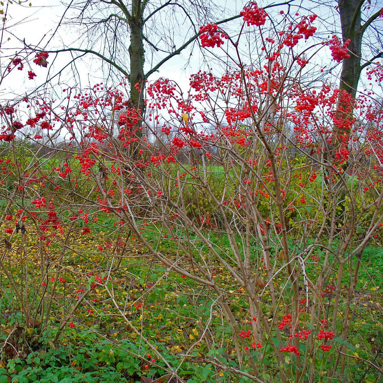 Mundillo : venta Mundillo / Viburnum opulus