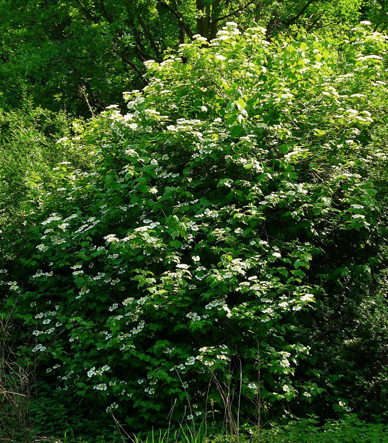 Mundillo : venta Mundillo / Viburnum opulus