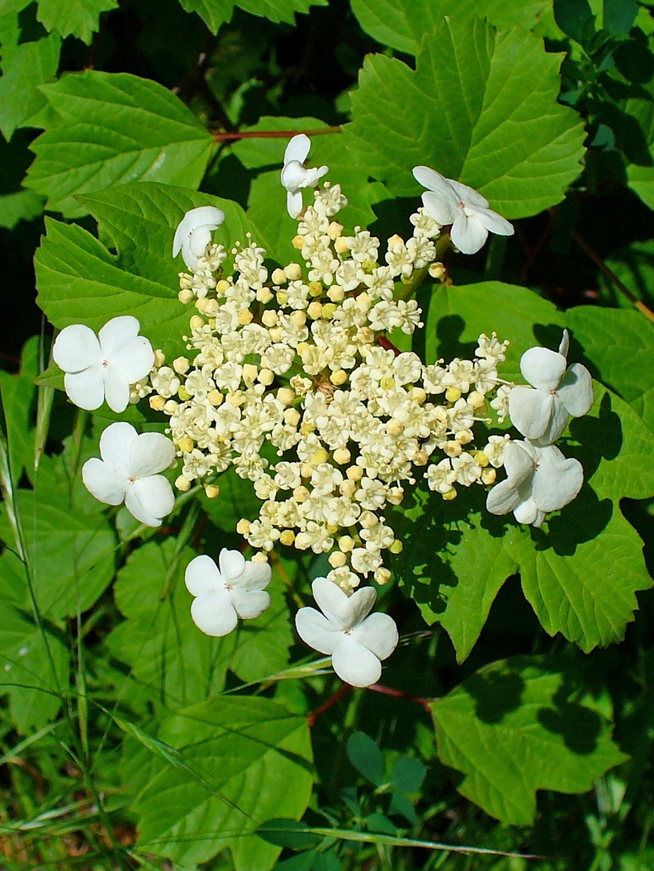 Mundillo : venta Mundillo / Viburnum opulus