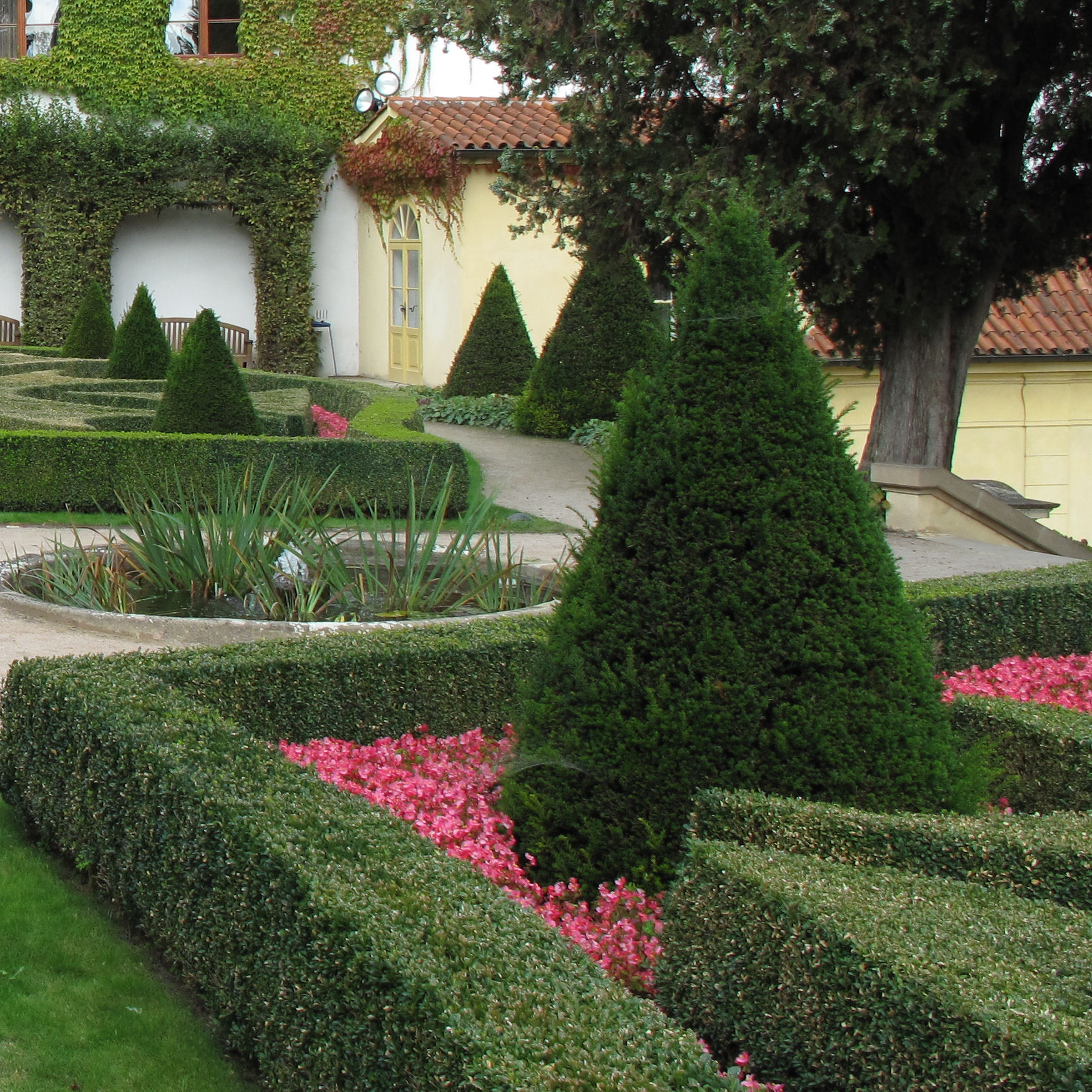 Boj cono, Boj pirámide : venta Boj cono, Boj pirámide / Buxus pyramide