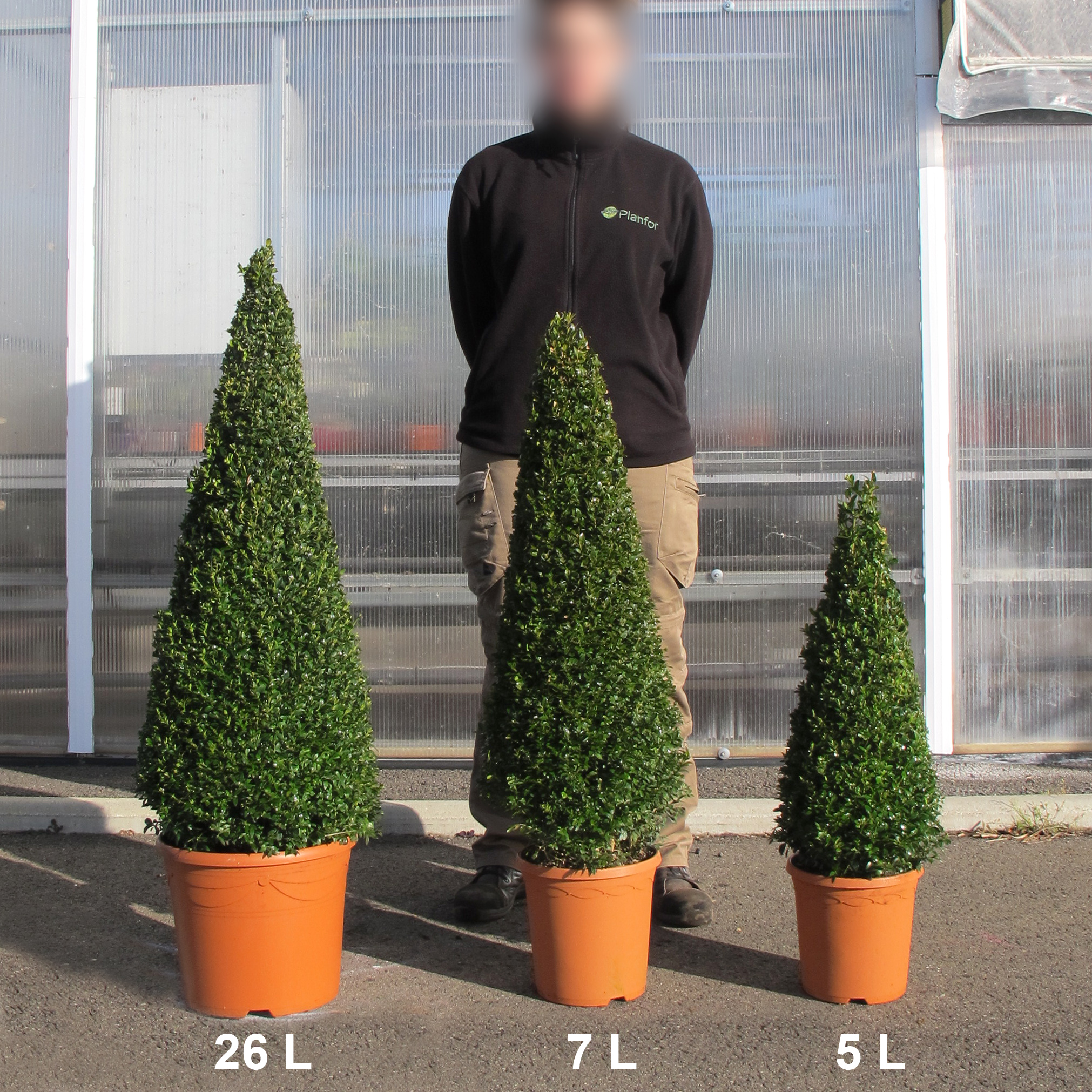 Boj cono, Boj pirámide : venta Boj cono, Boj pirámide / Buxus pyramide