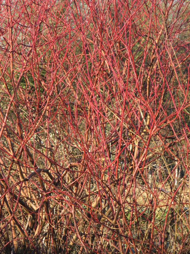 Cornejo rojo : venta Cornejo rojo / Cornus sanguinea